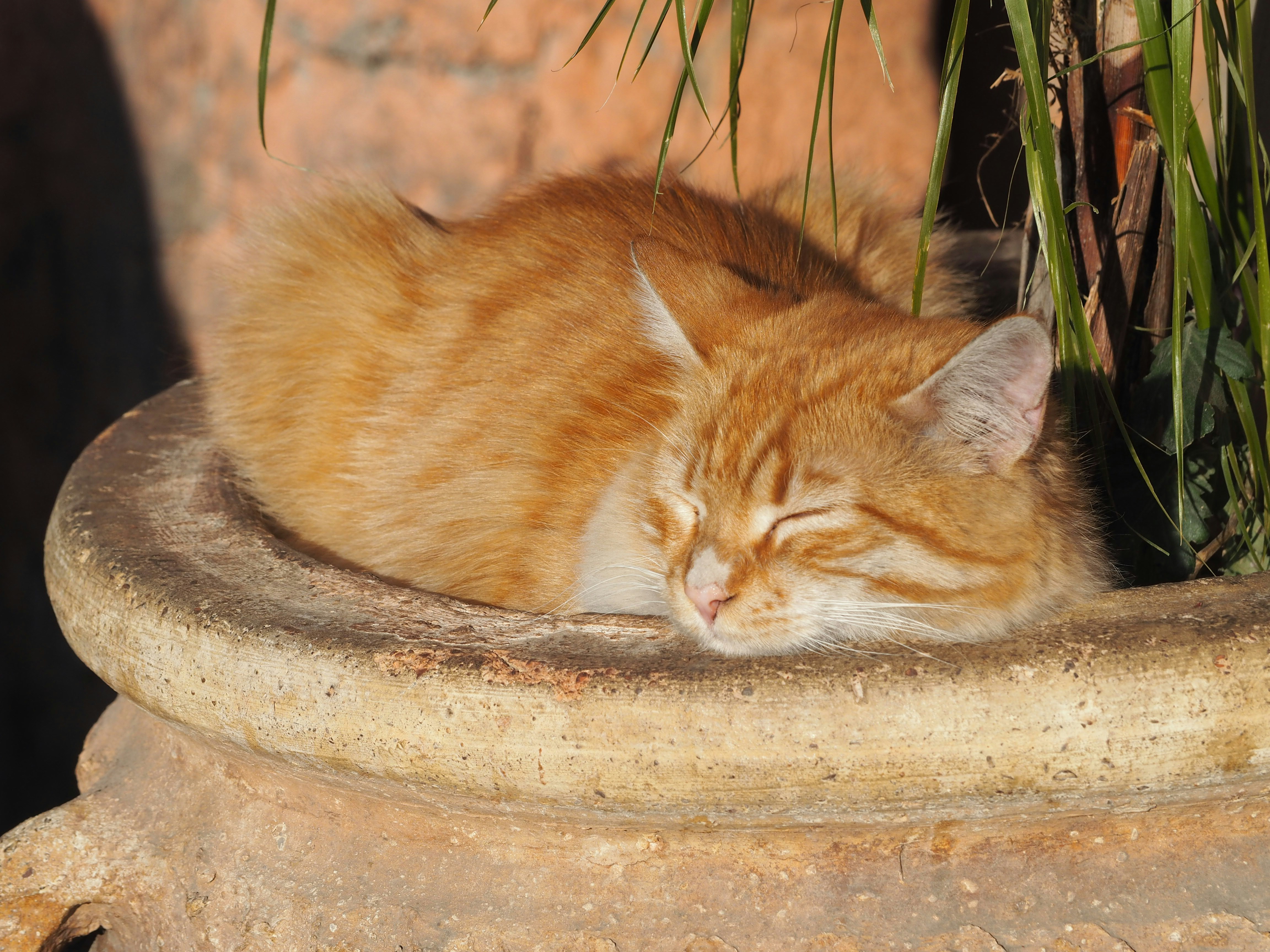 Orange tabby cat on brown concrete round pot photo – Free Marrakech ...