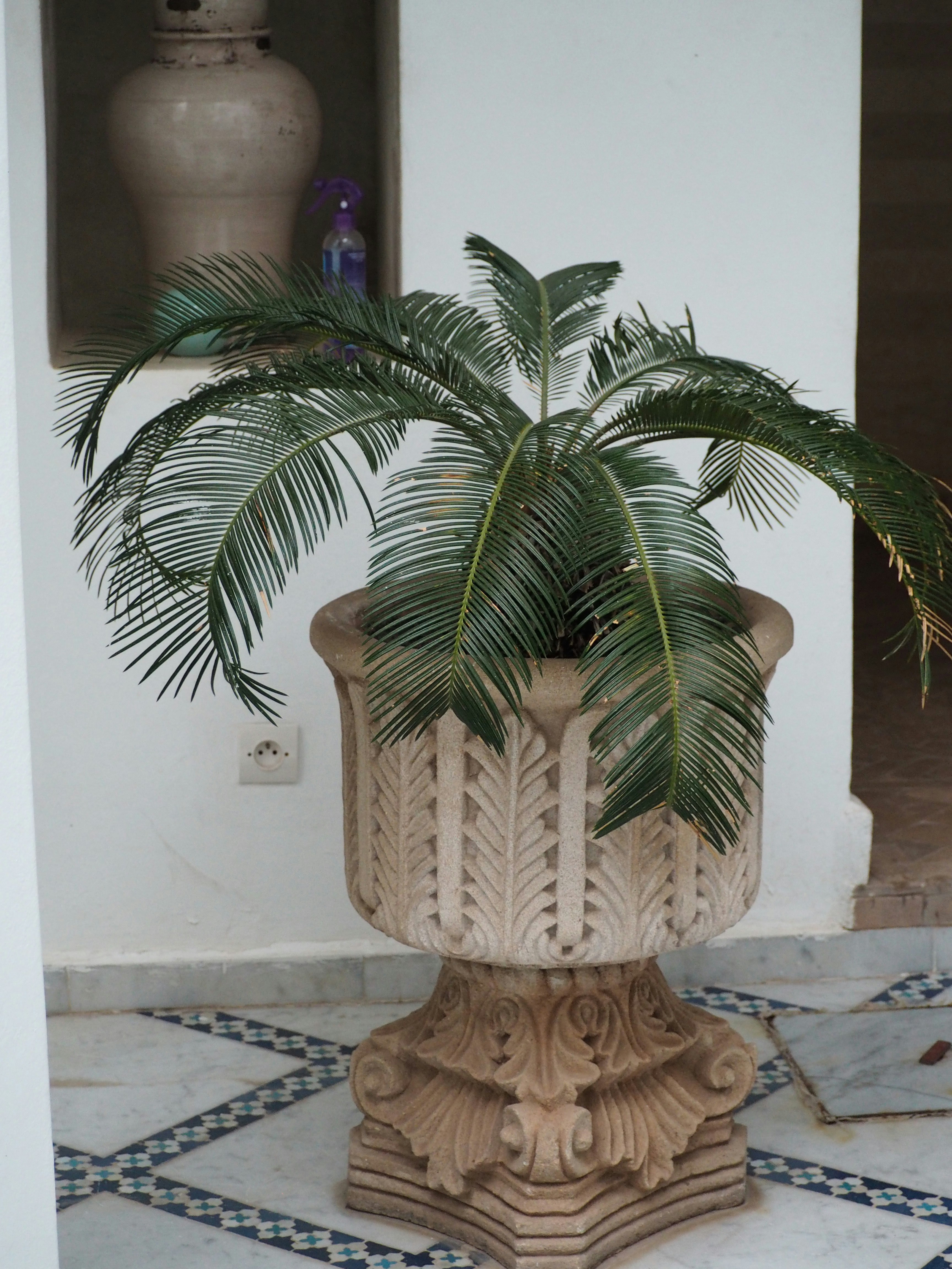 Lush palm fronds gracefully arching over a decorative stone planter, set against a minimalist backdrop. The scene exudes tranquility.