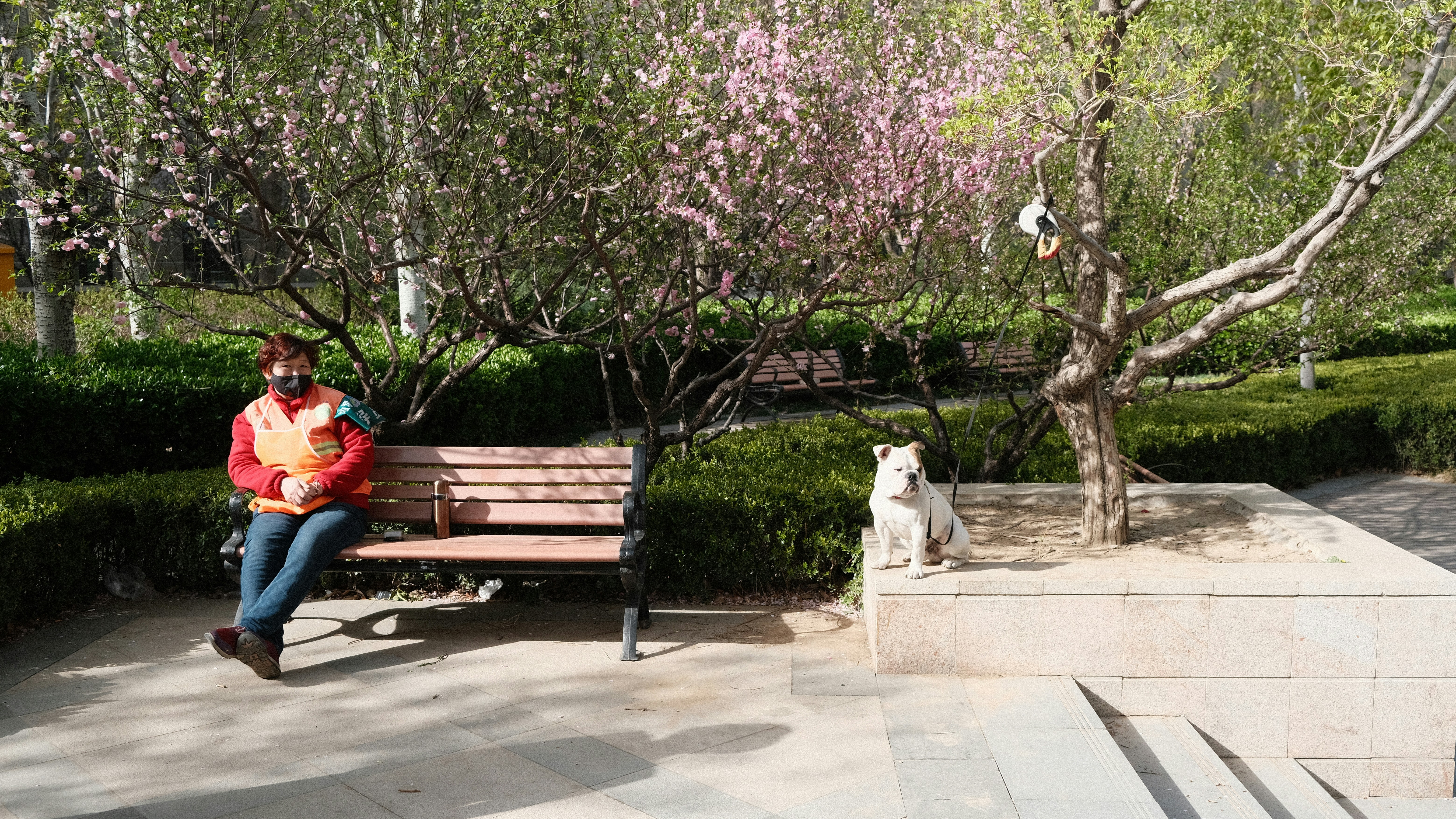 Coronavirus COVID-19 ,china, community，outside，facemask ，women，dog，