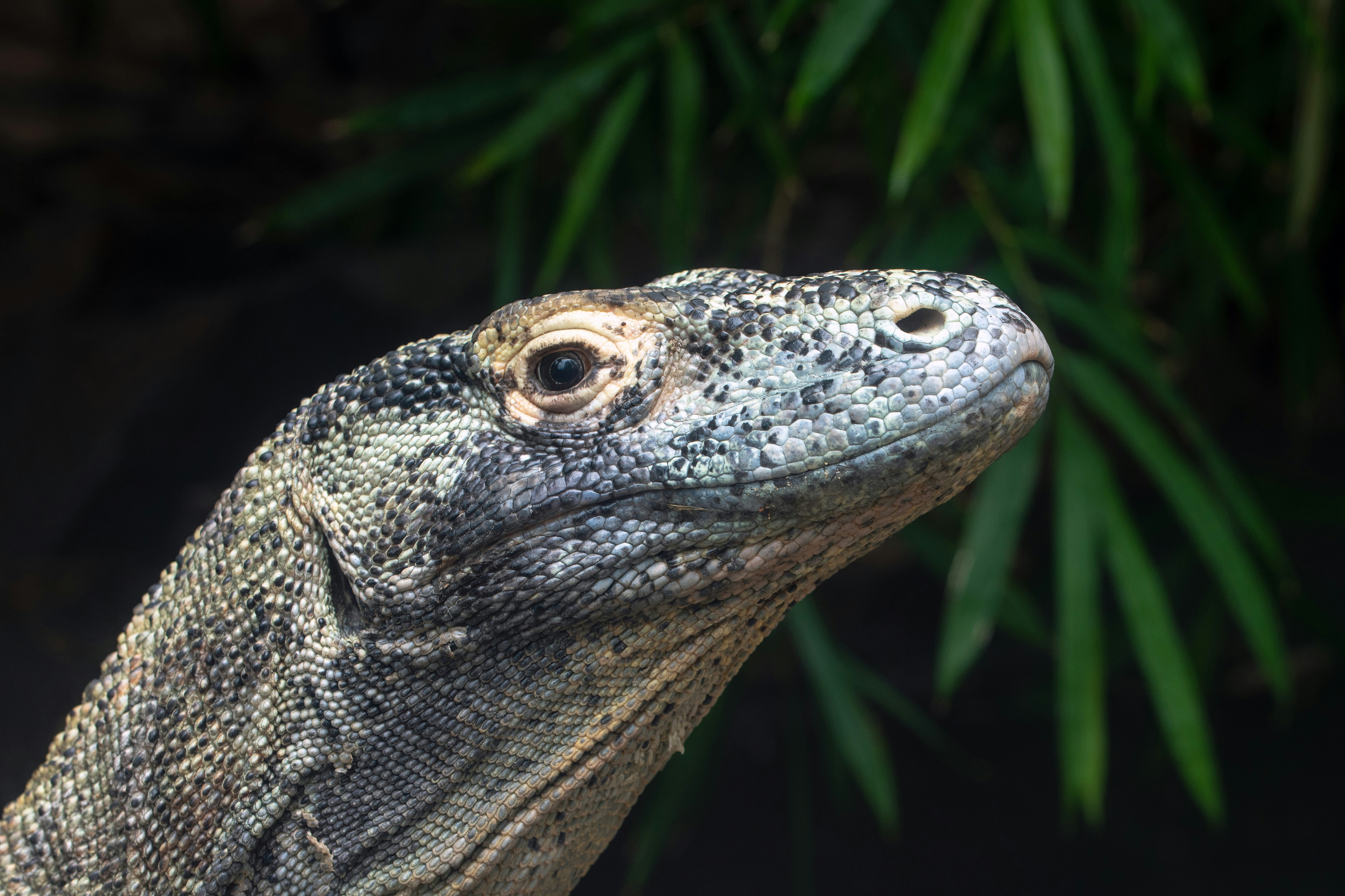 Close-up of a Komodo dragon, showcasing its textured skin and piercing gaze against a backdrop of lush greenery.