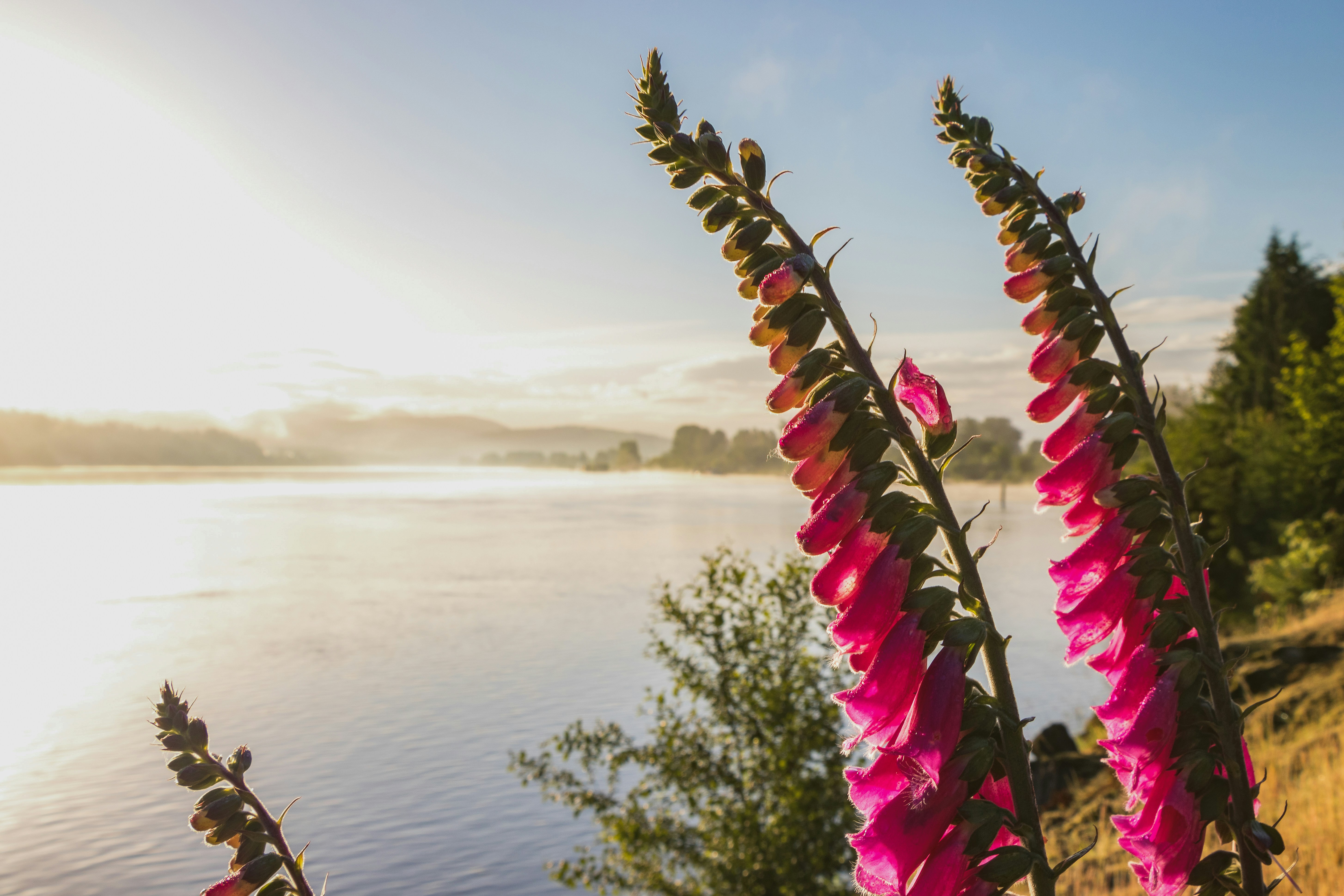 flowers by river meet morning sunshine