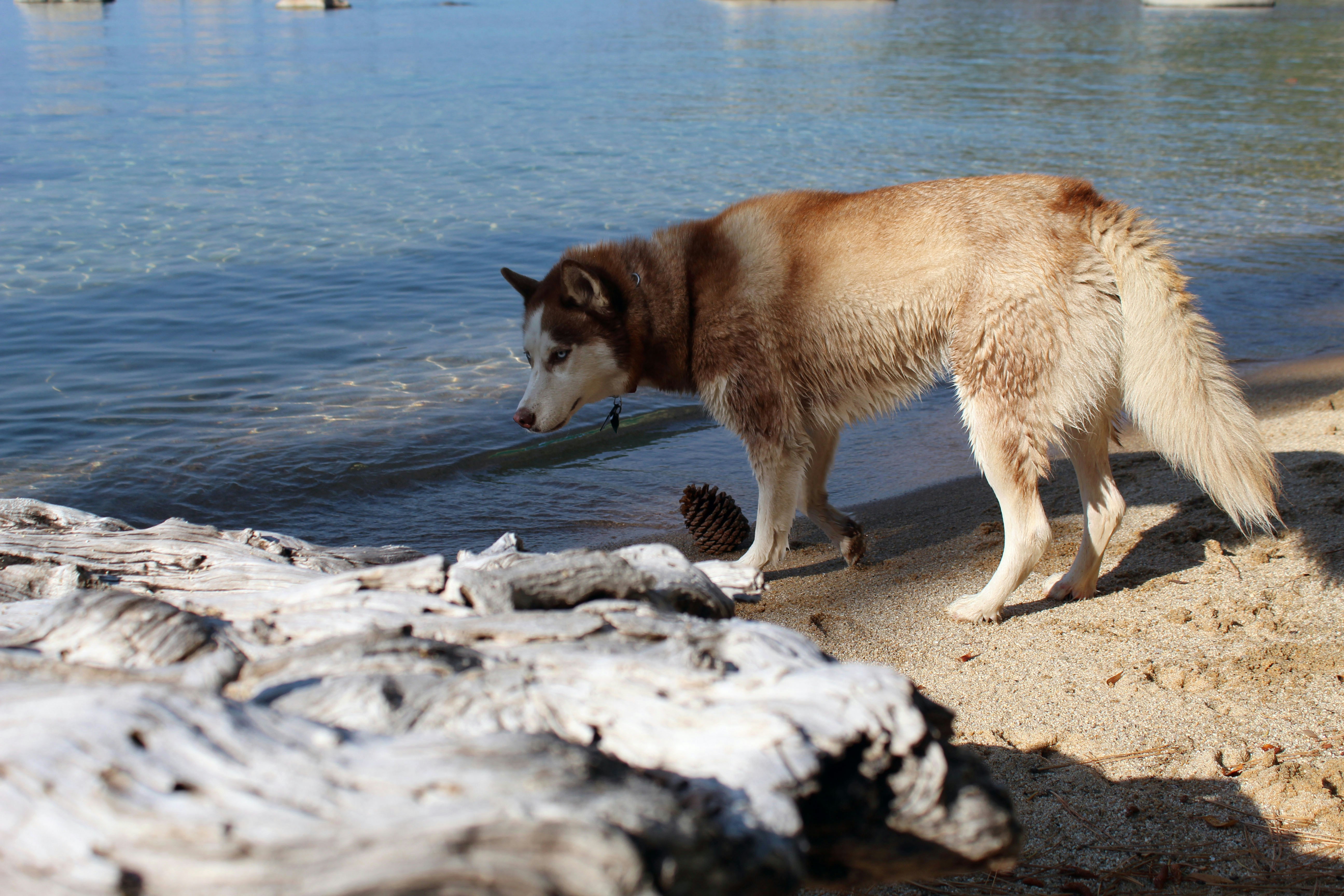 Dog on the beach at Lake Tahoe