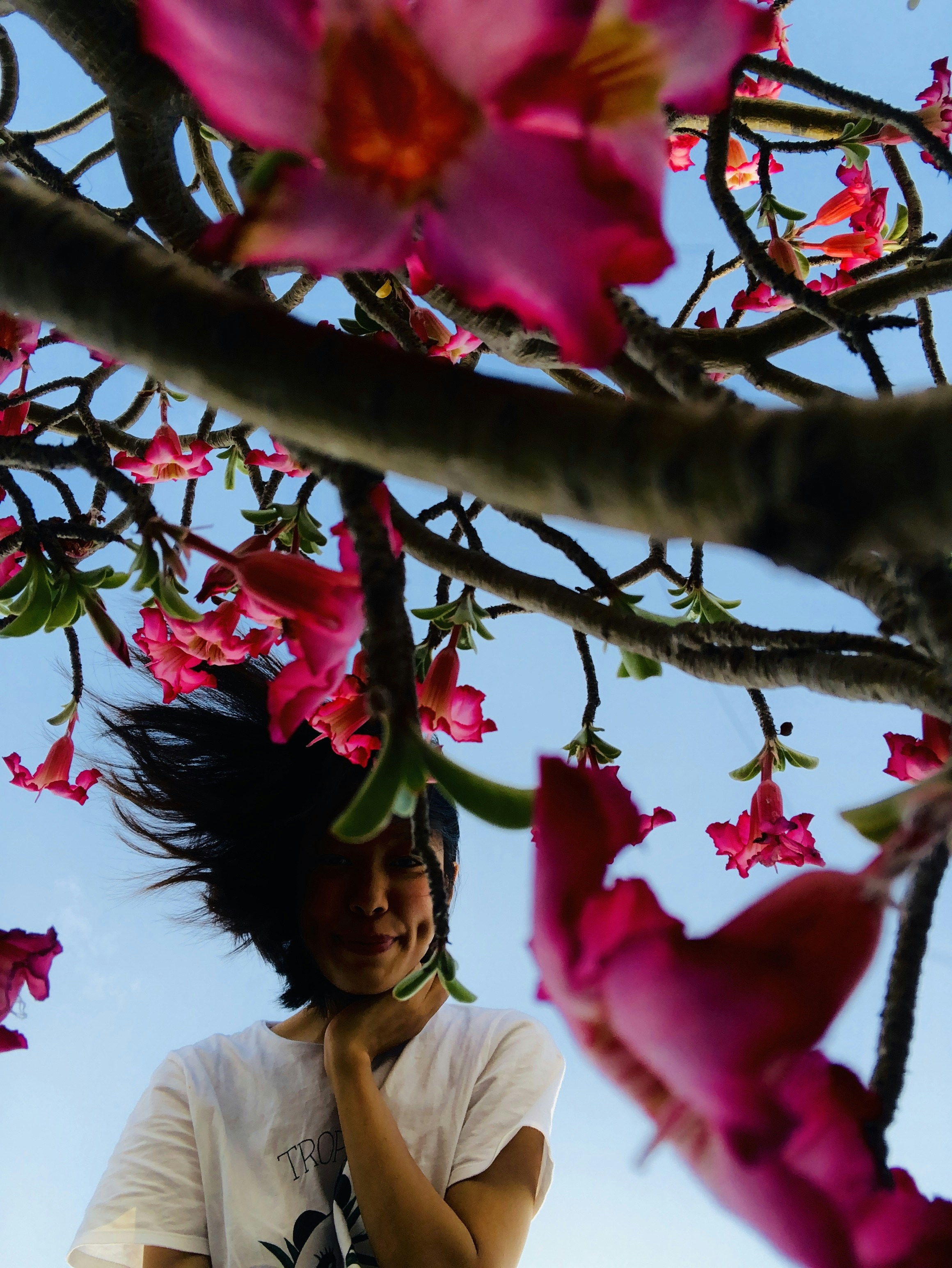 Under a Pink Canopy: A Person Beneath Blooming Branches