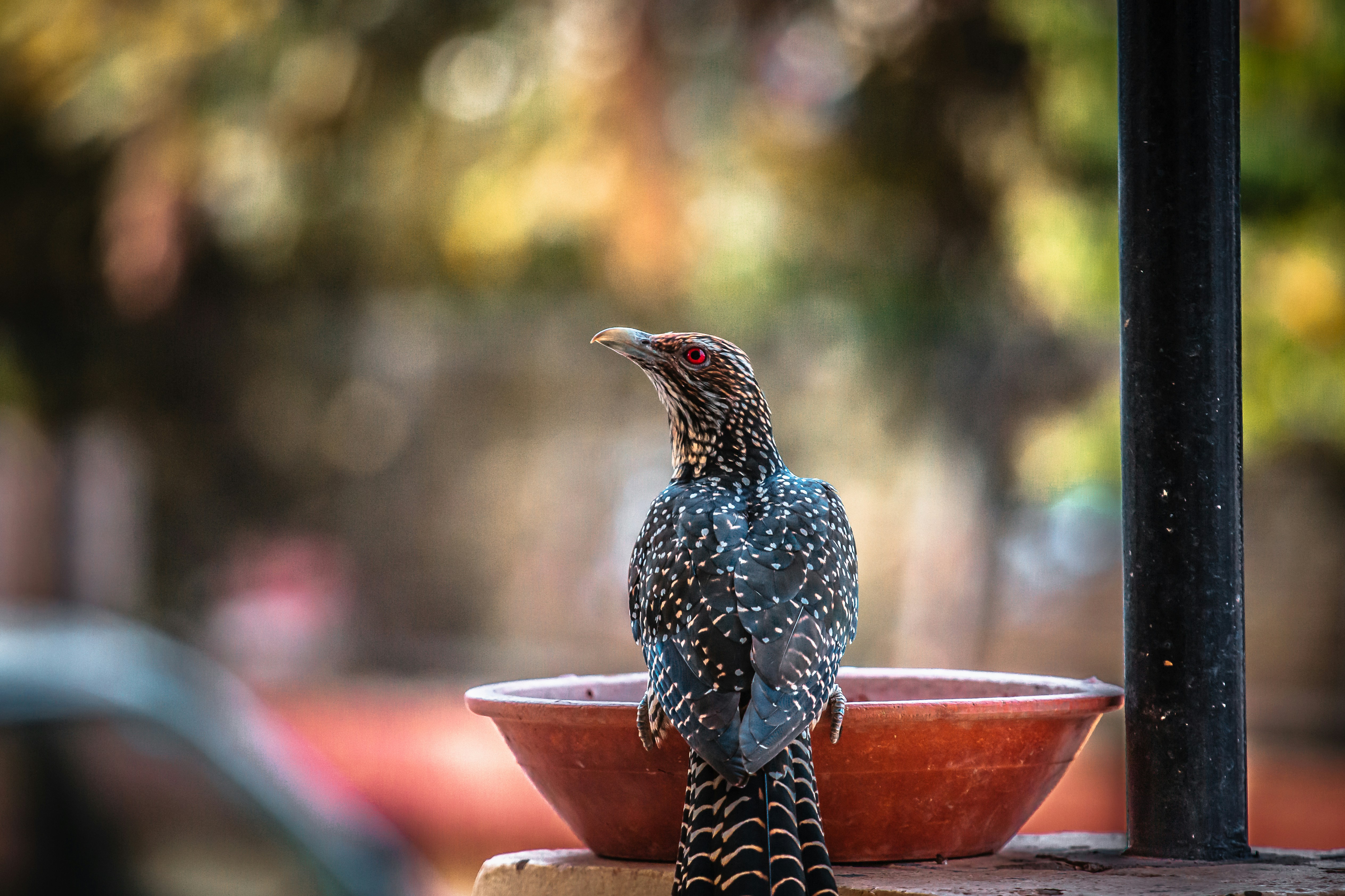 Speckled Sentinel on a Clay Bowl: Evening Bokeh in a Quiet Garden