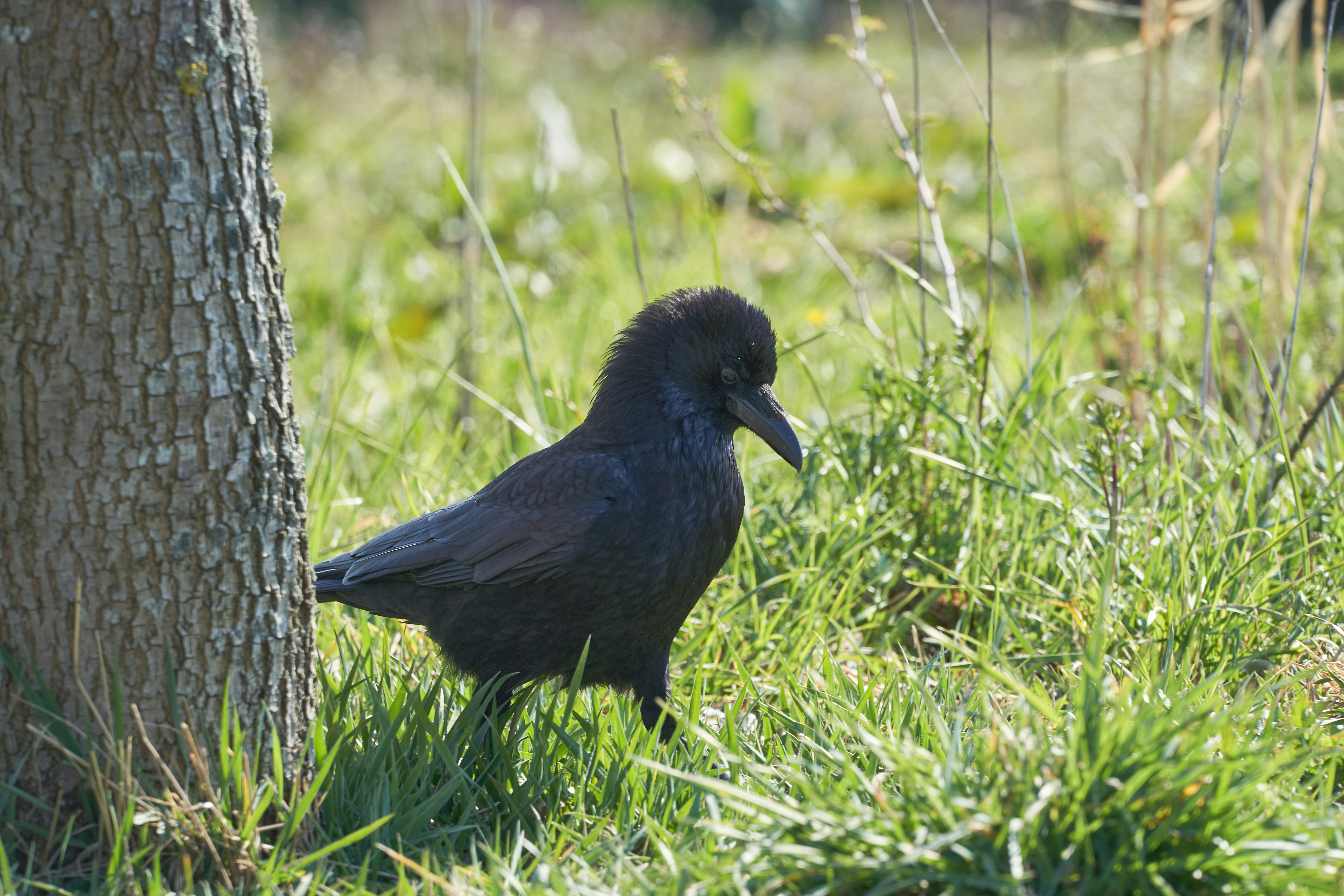 Midday Shadow: A Crow Pauses by a Tree Trunk