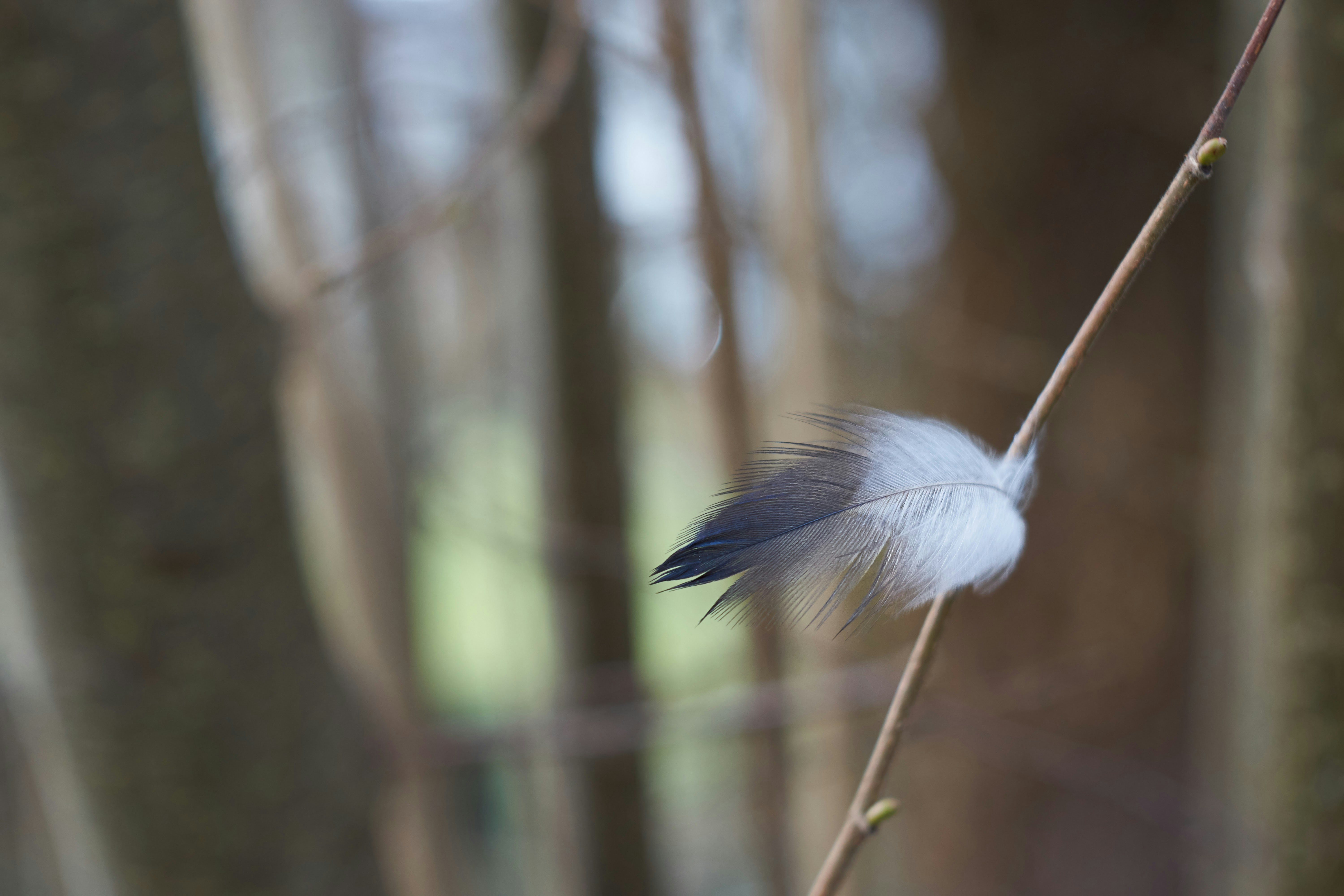 white feather on brown stem