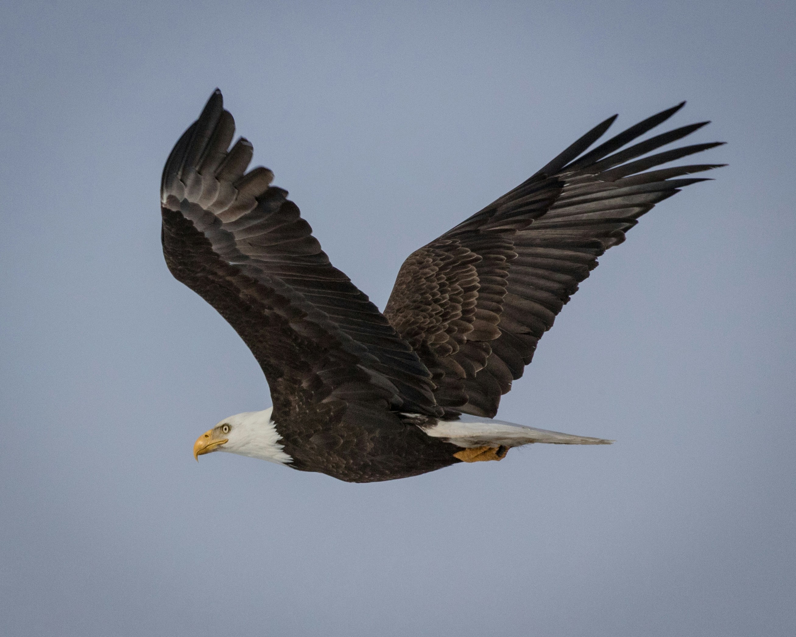 Black and white eagle flying during daytime photo – Free Smithers Image ...