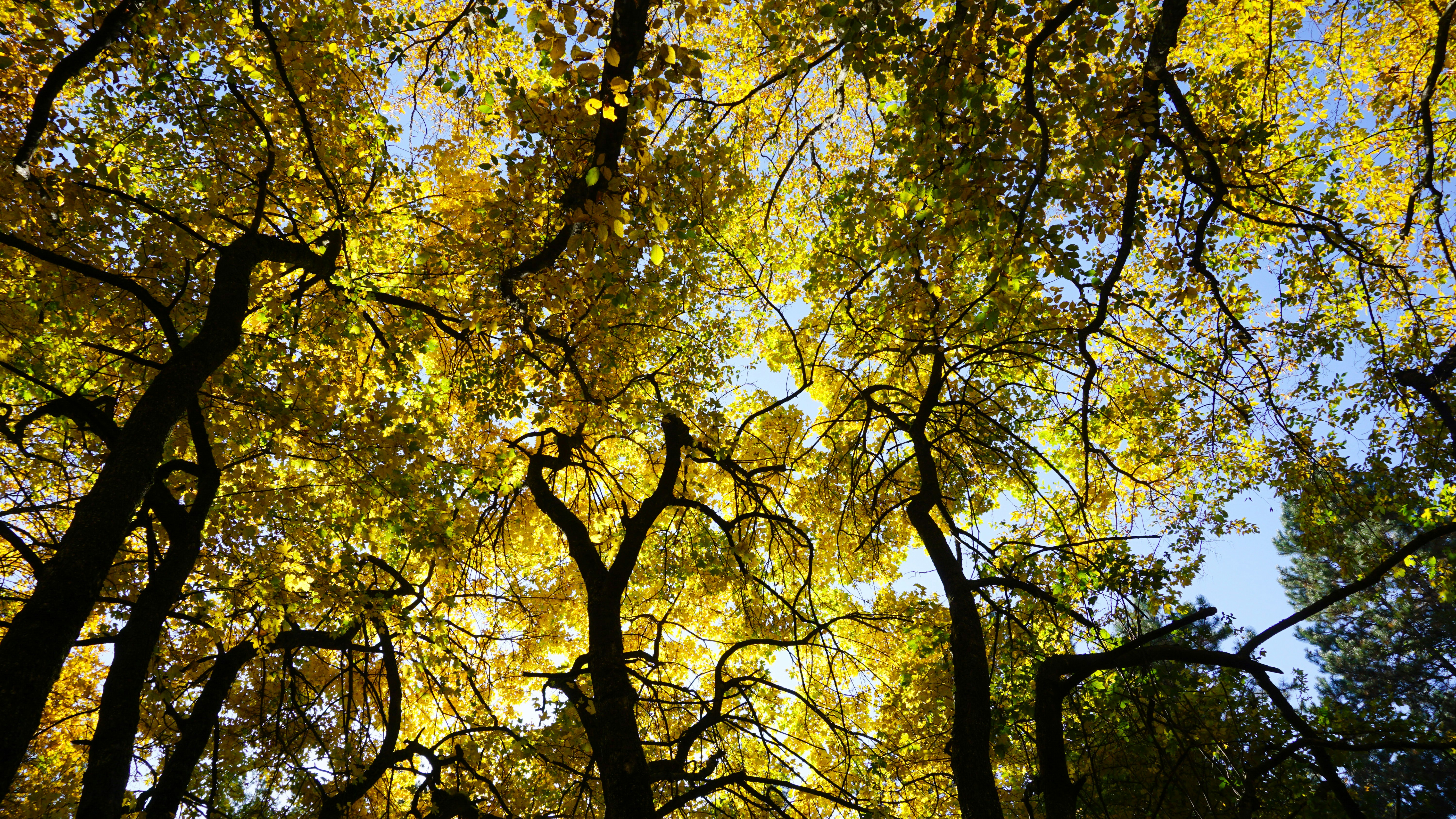 Treescape Pictures | Download Free Images on Unsplash