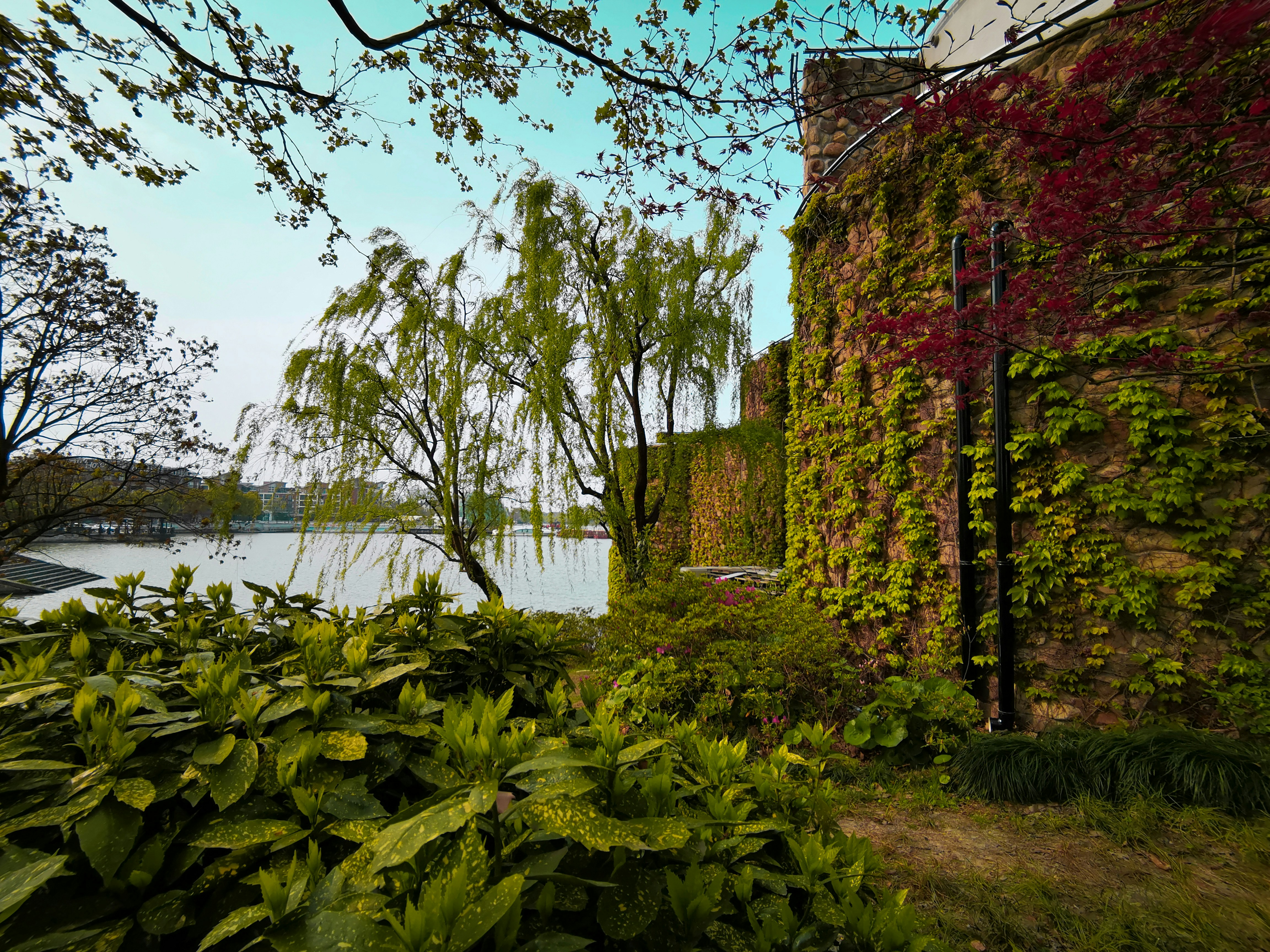 Green plants near body of water during daytime photo – Free Shanghai ...