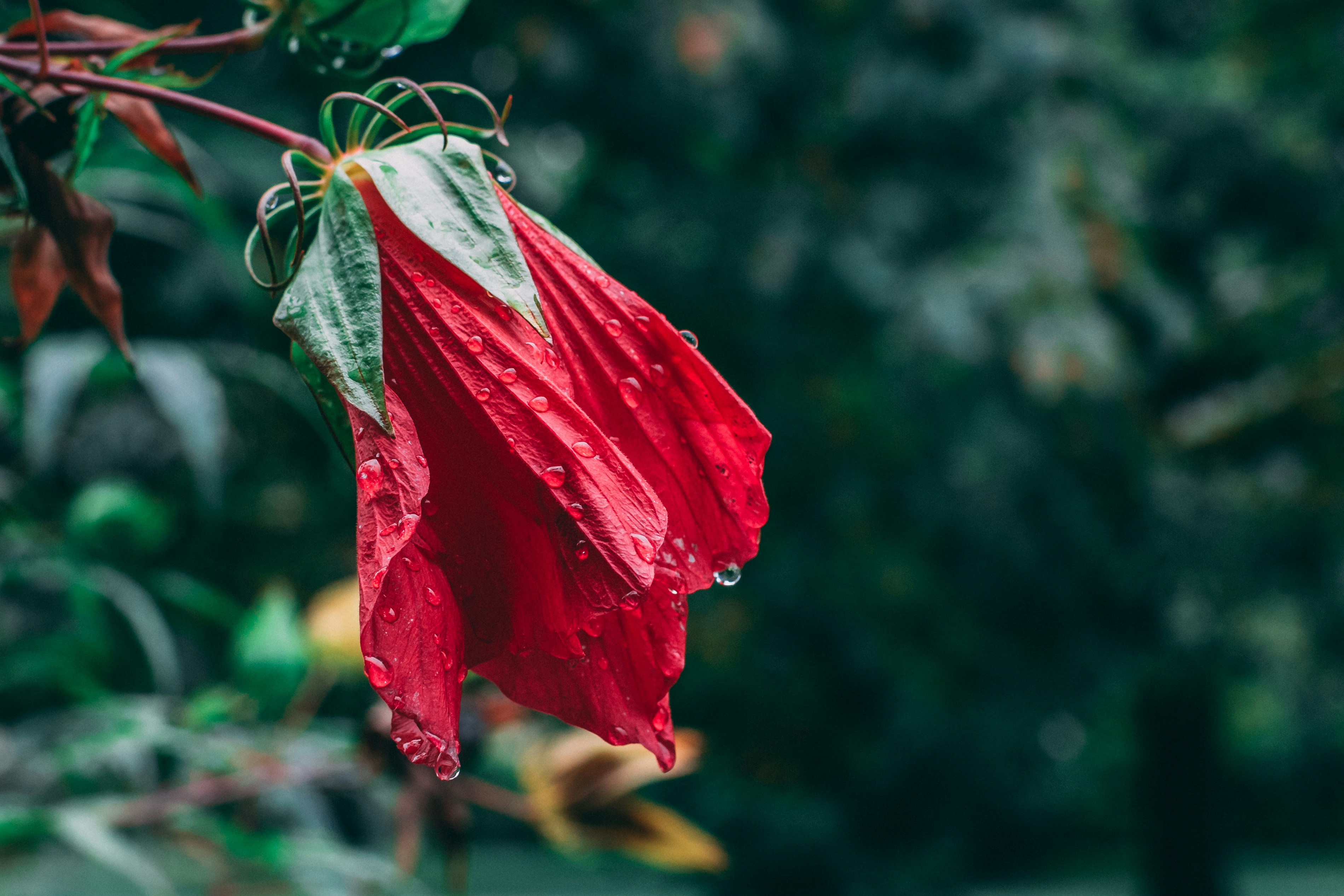 Withered Flower Pictures | Download Free Images on Unsplash