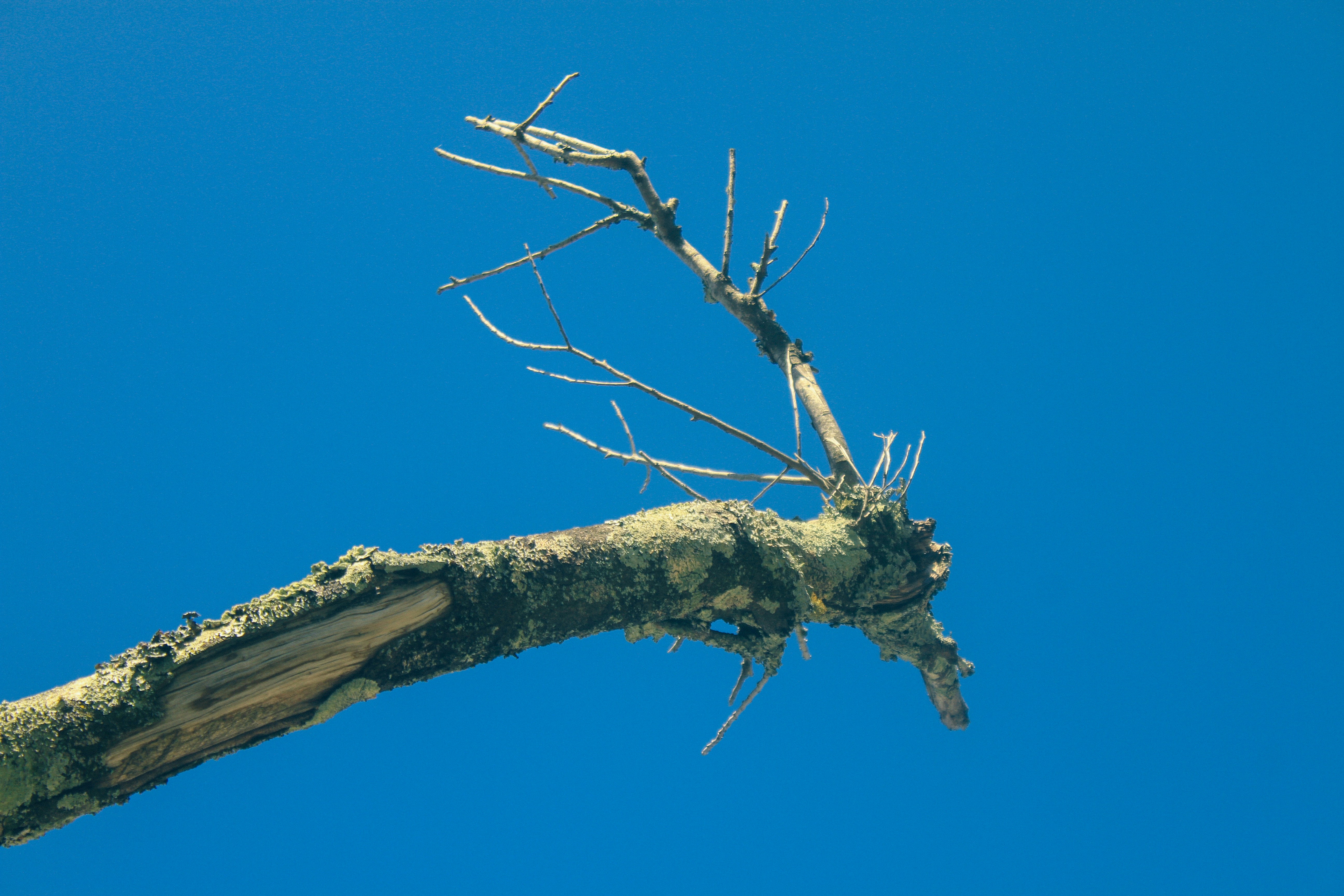 Weathered Silhouette: Lone Branch Reaching into Azure