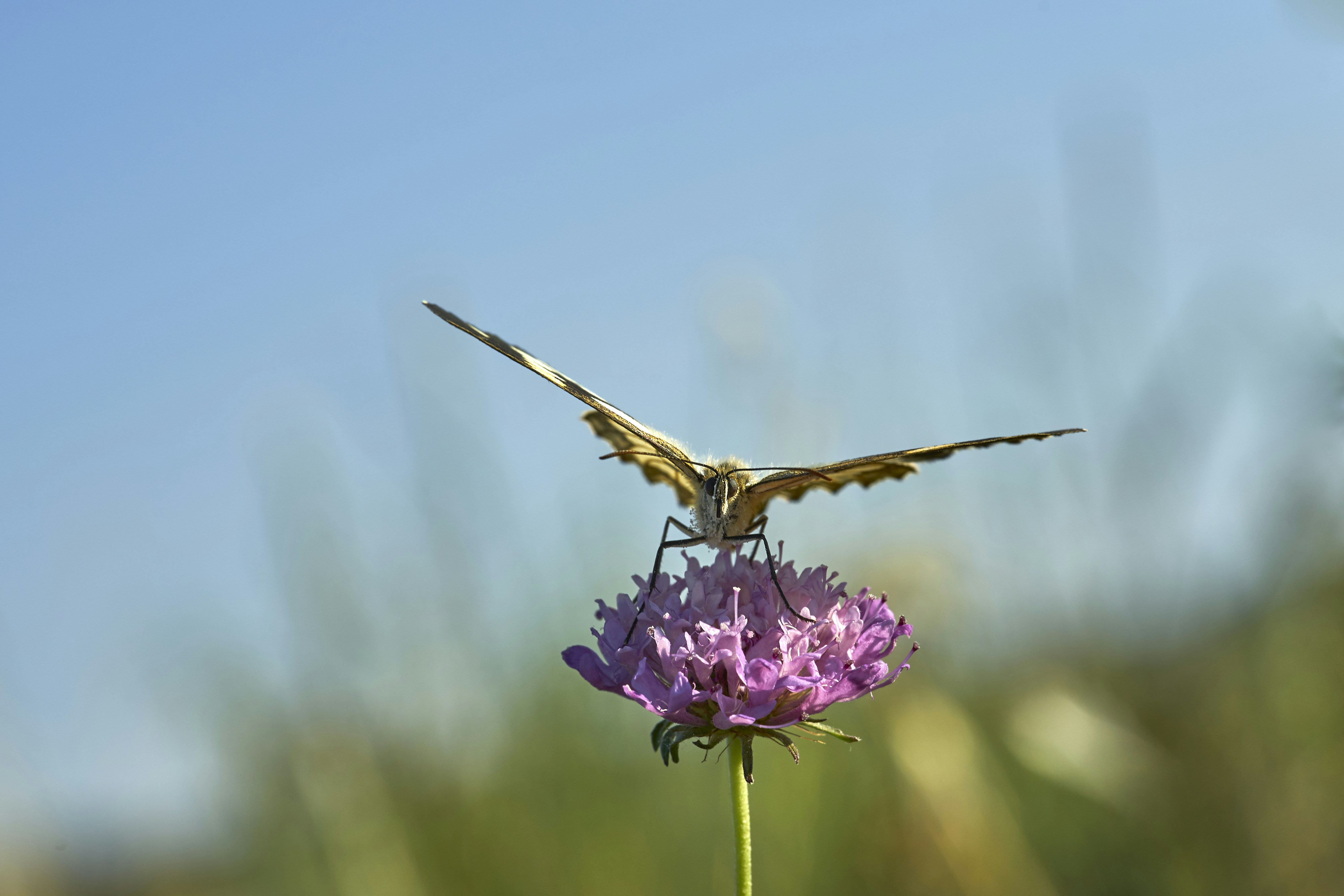 Gold-Winged Hover on a Purple Crown