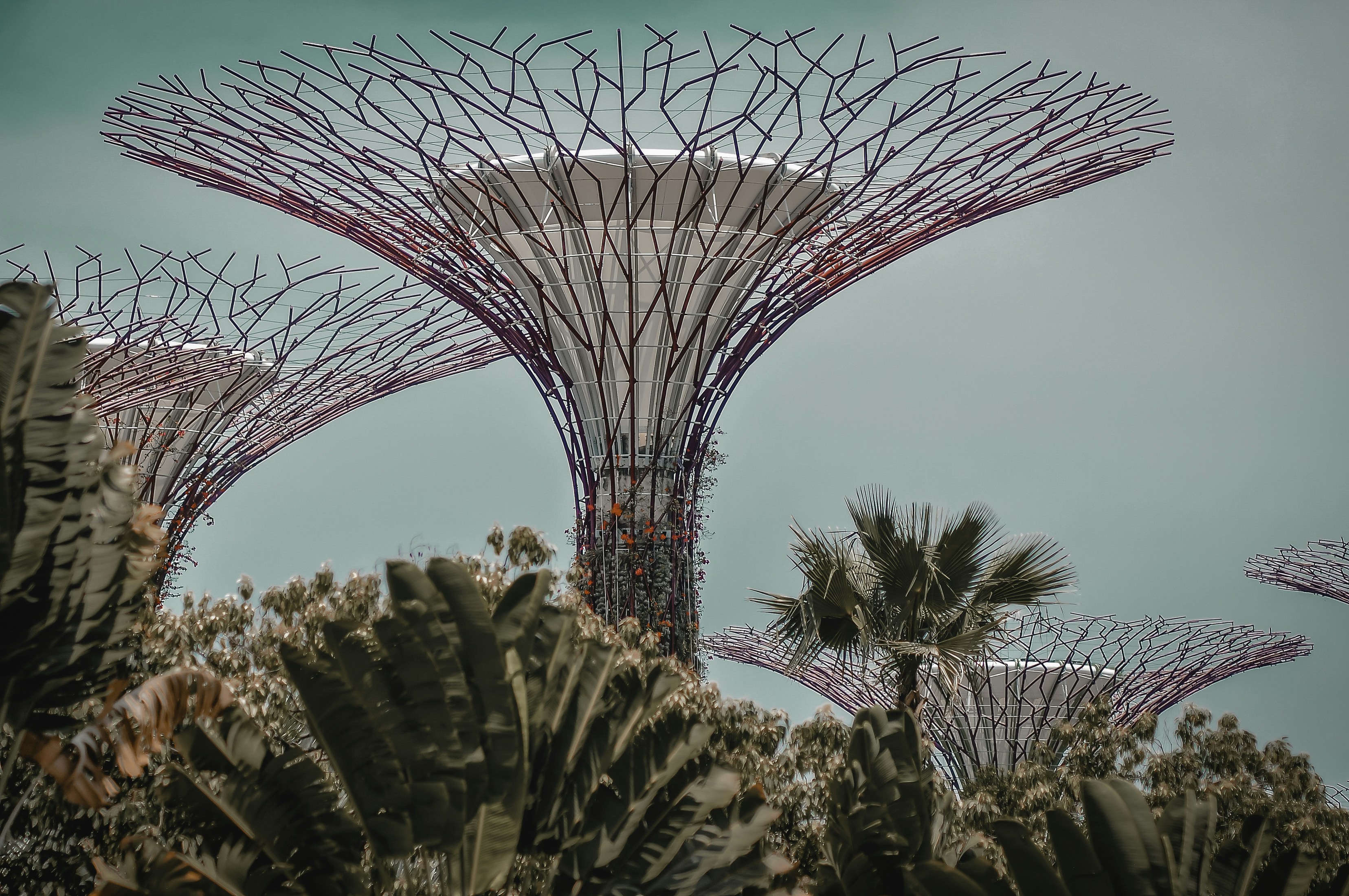 Palm Sunday Zoom Background