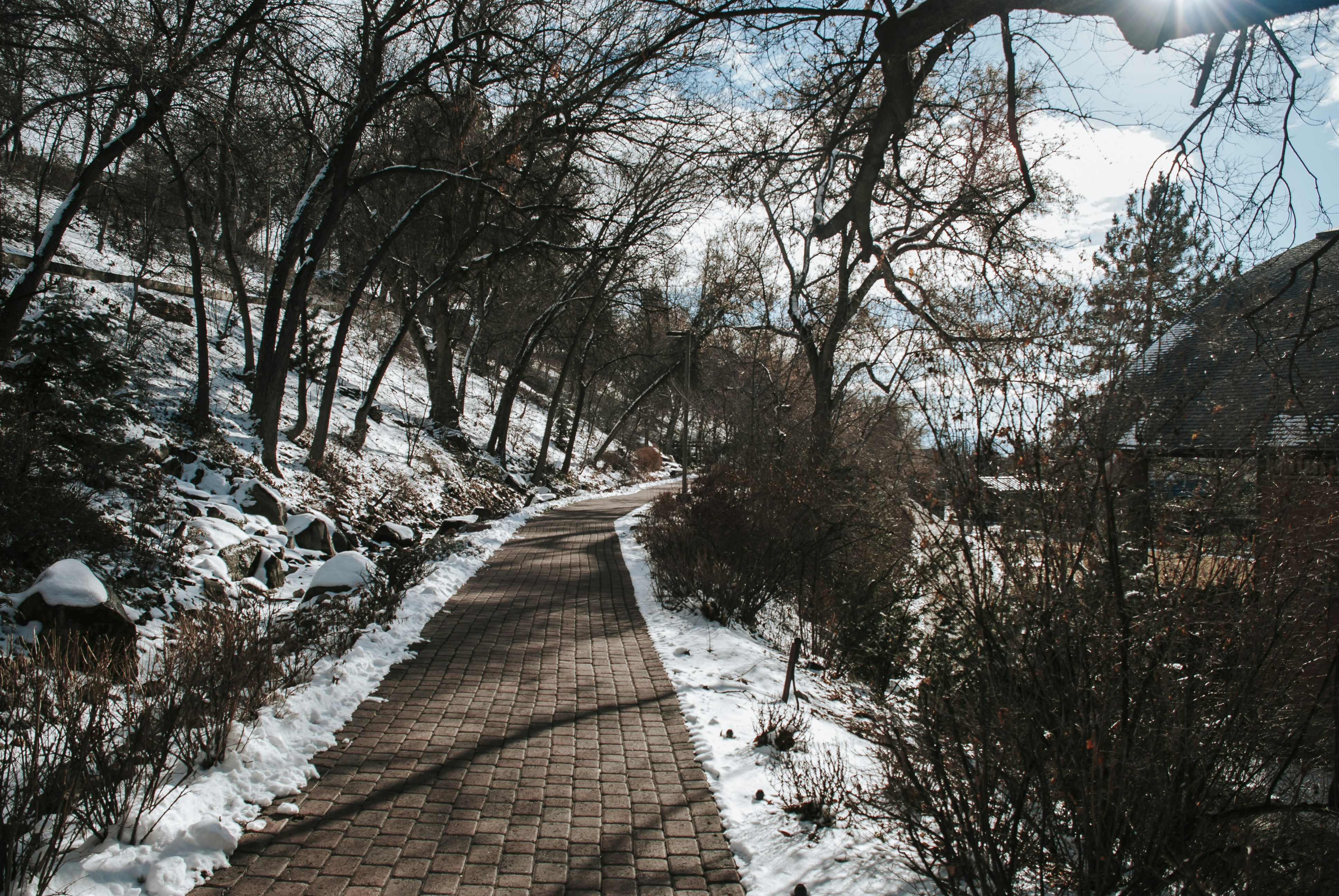 Brown wooden pathway between bare trees during daytime photo – Free Byu ...