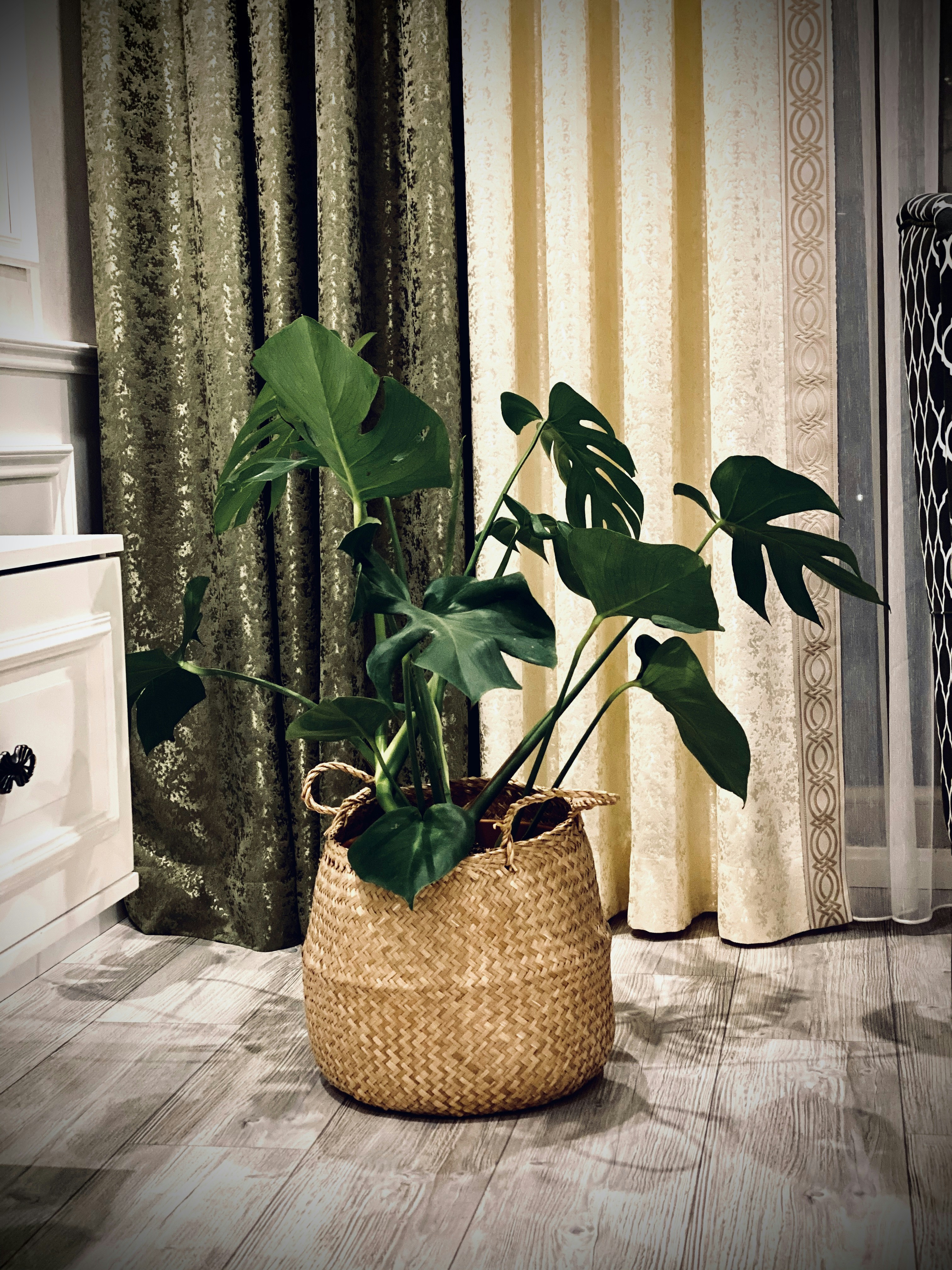 Monstera in a Woven Basket: Quiet Corner Portrait