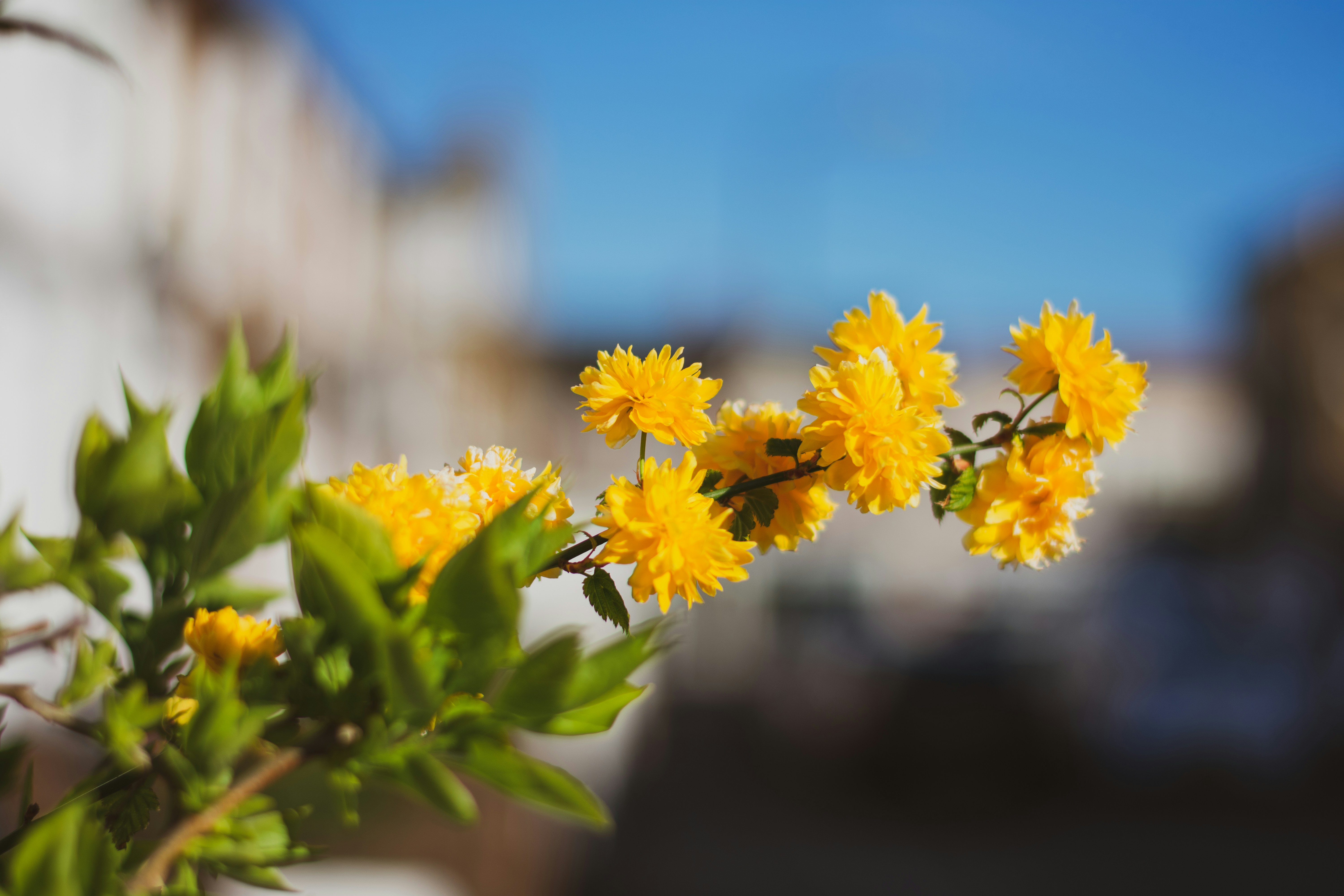 Bee on a Sunlit Yellow Bloom Against a Soft Urban Backdrop