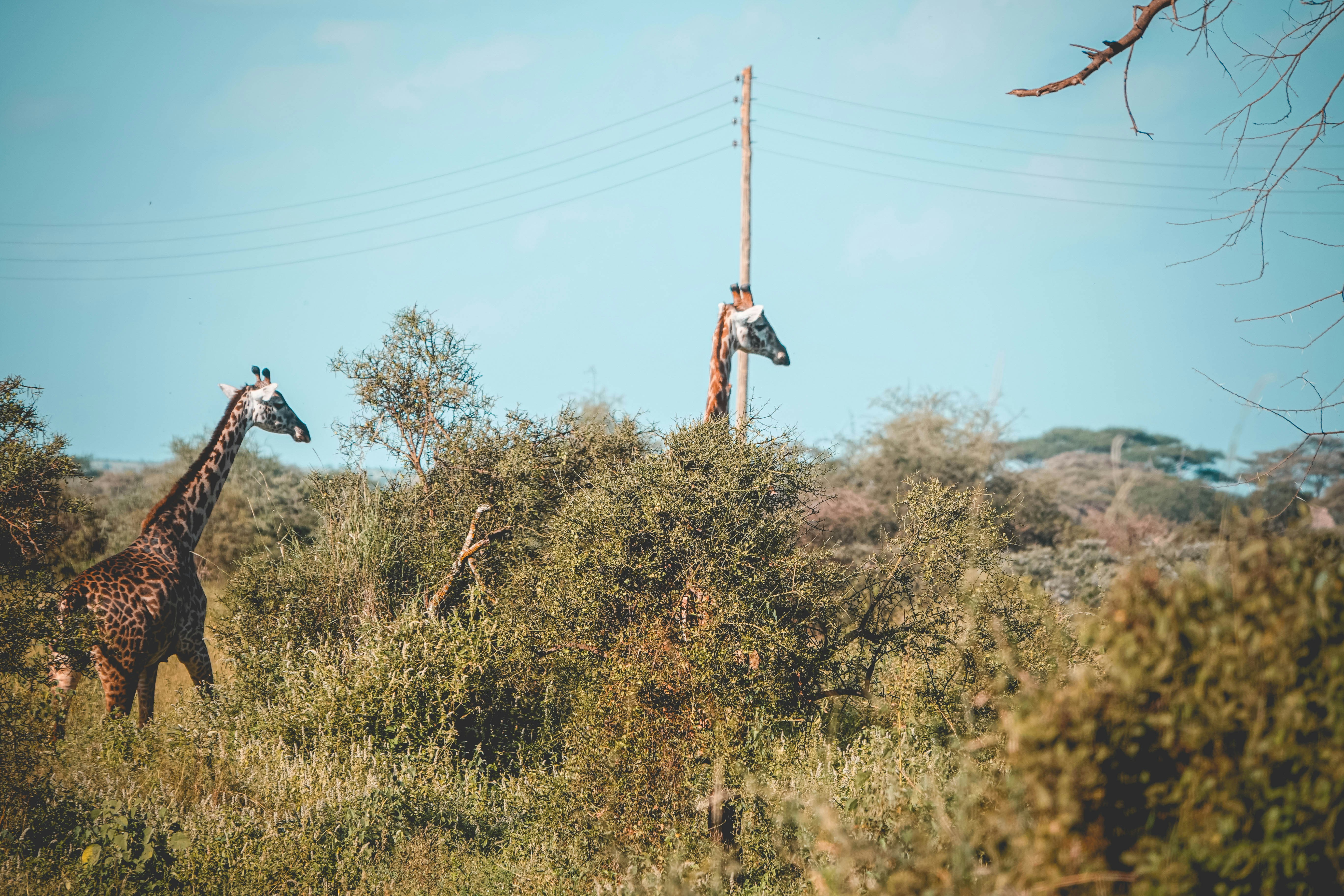 Giraffes grazing amidst dense shrubs under a clear blue sky.