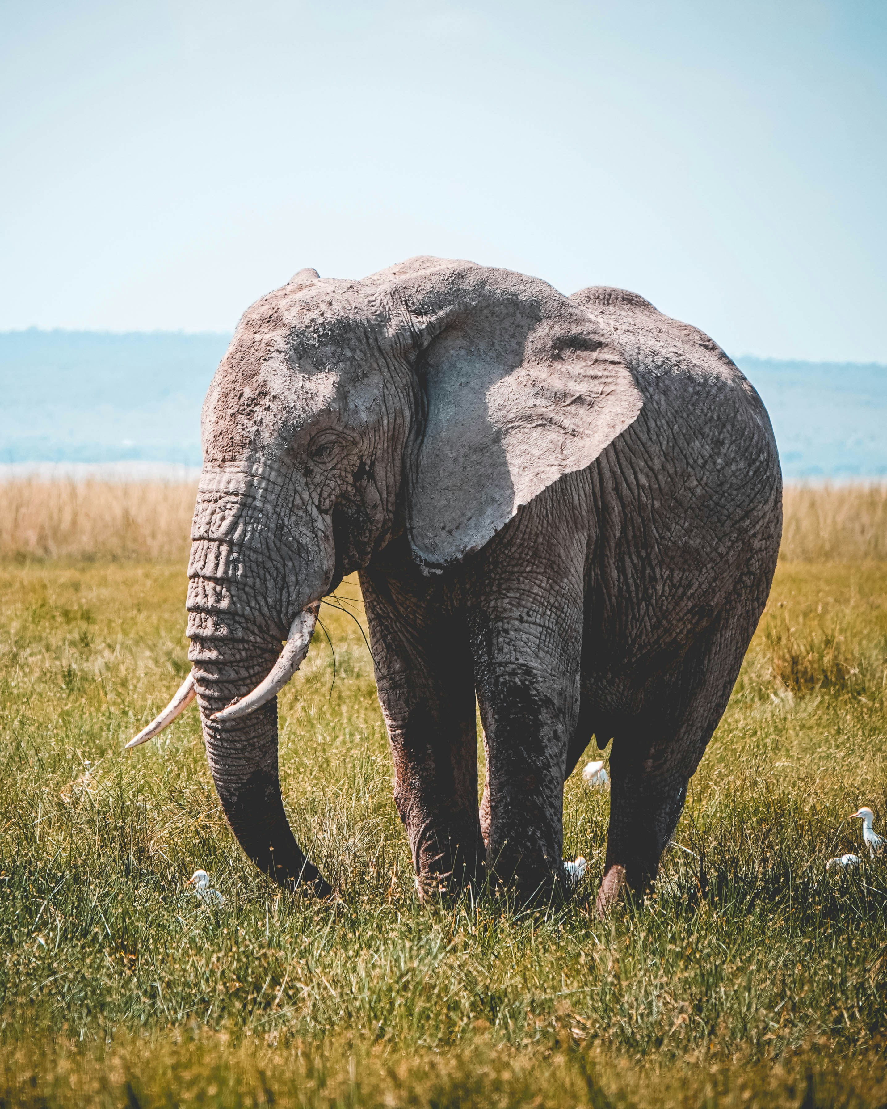 An elephant stands gracefully in a lush grassland, surrounded by a serene landscape under a clear blue sky.