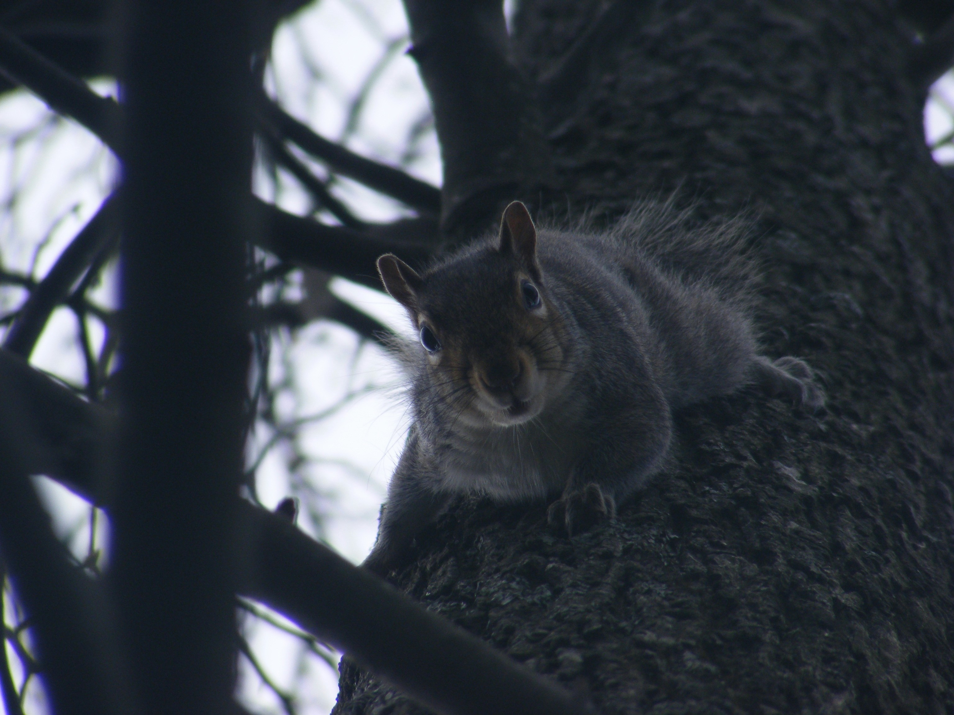 Shadowed Squirrel Clings to a Rugged Tree Trunk