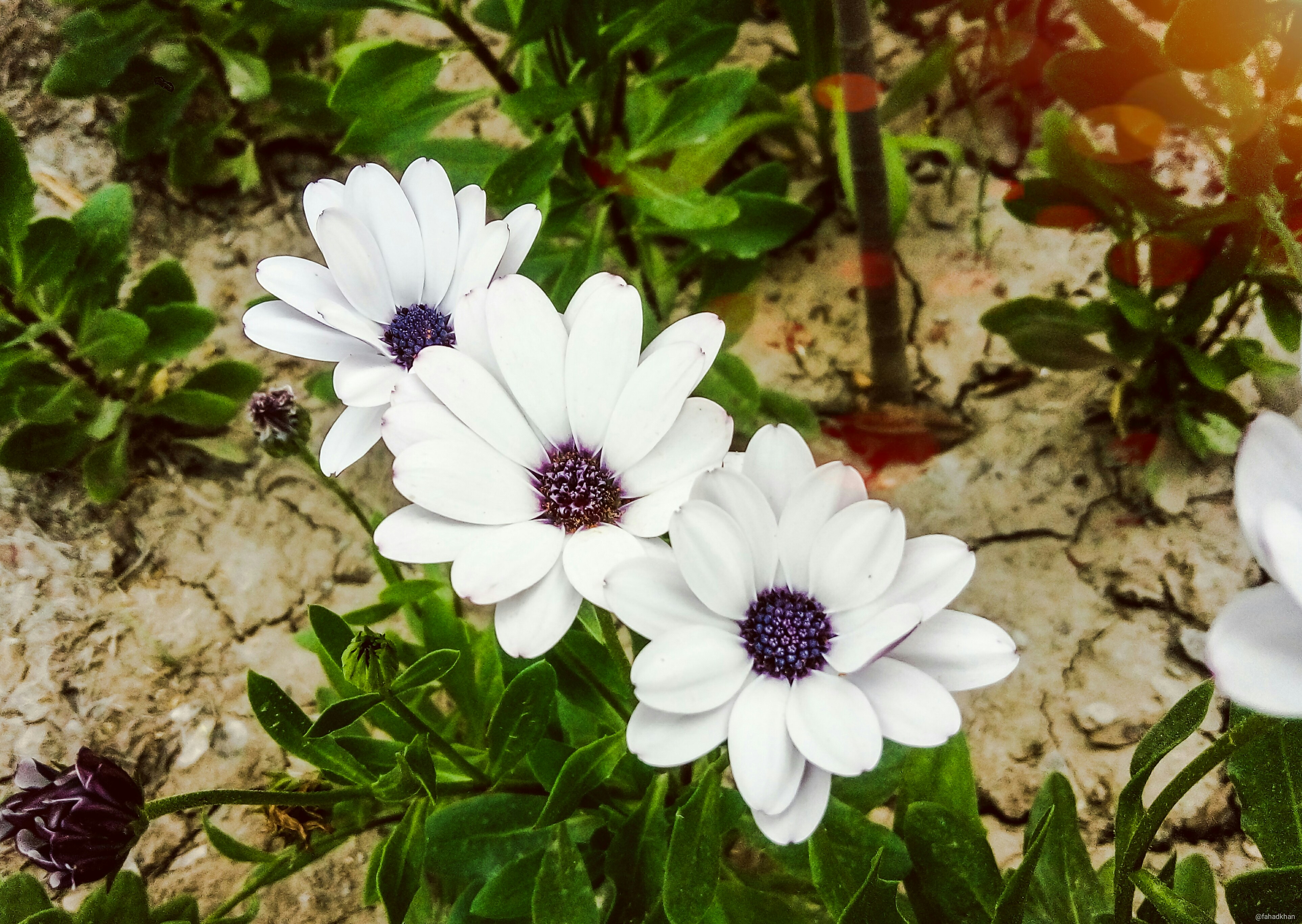 Trio of Blossoms Amidst Earthy Terrain