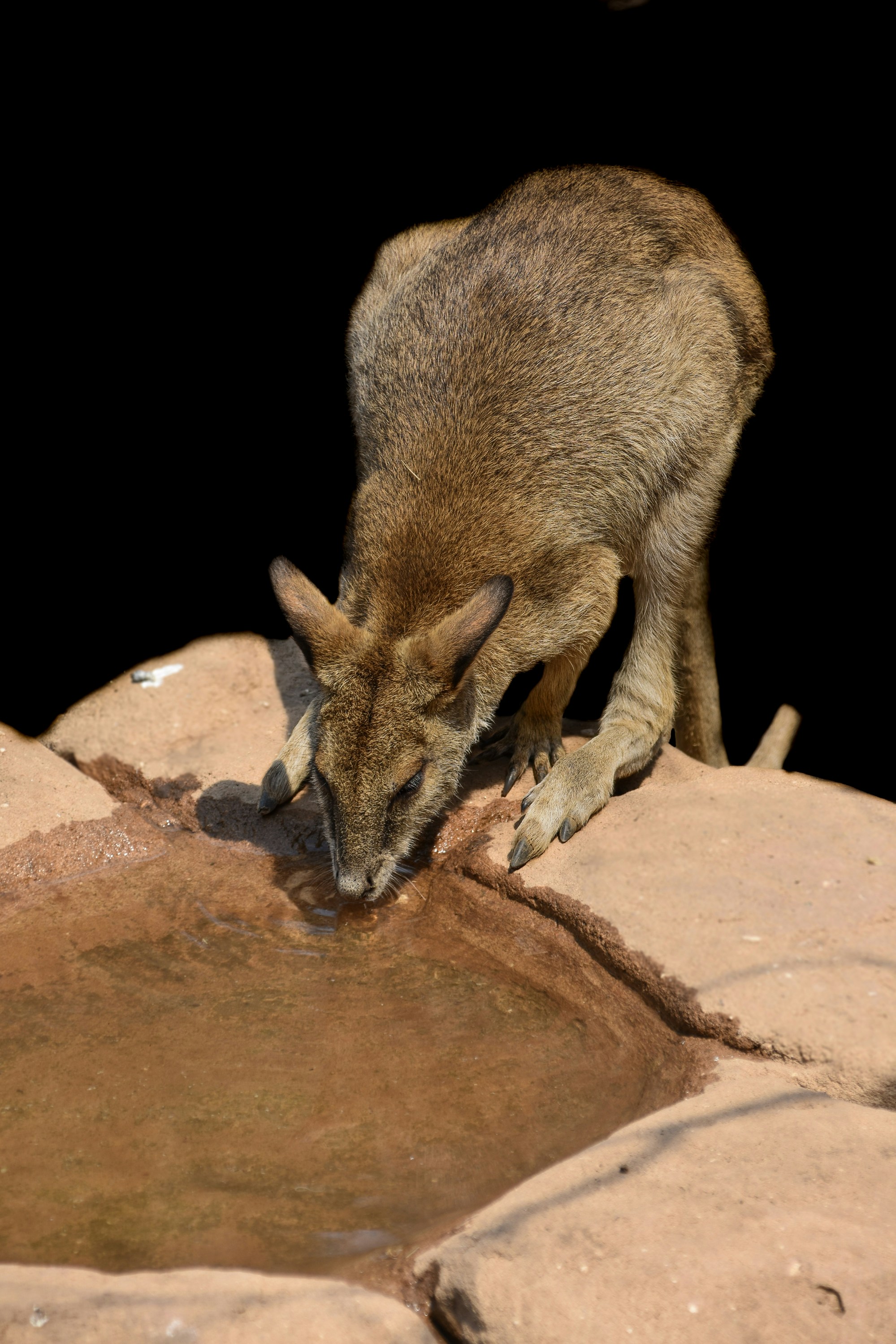 Rock-Side Quencher: A Tawny Mammal Drinks from a Stone Pool