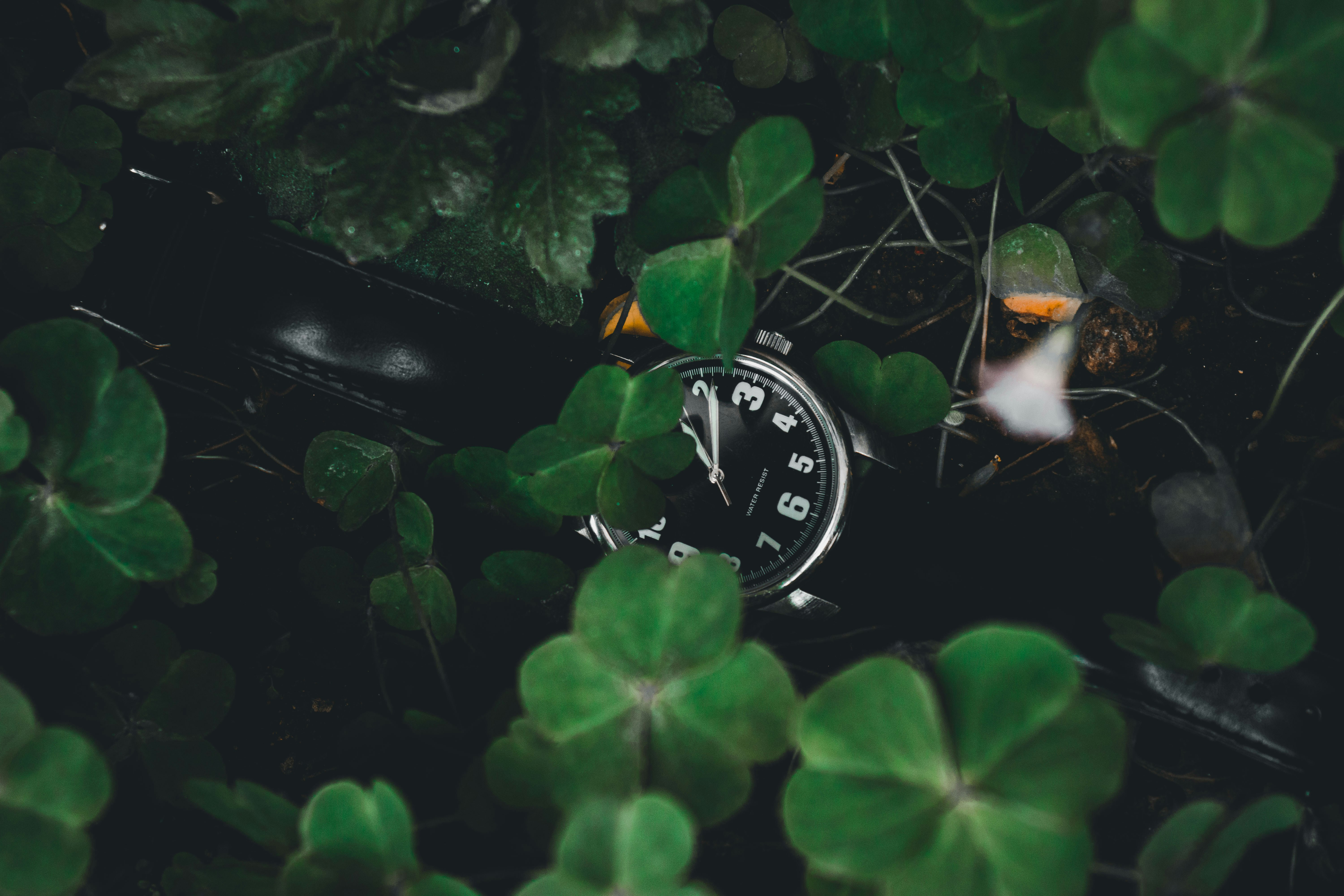 Hidden Time: An Antique Watch Peeking Through Green Veil