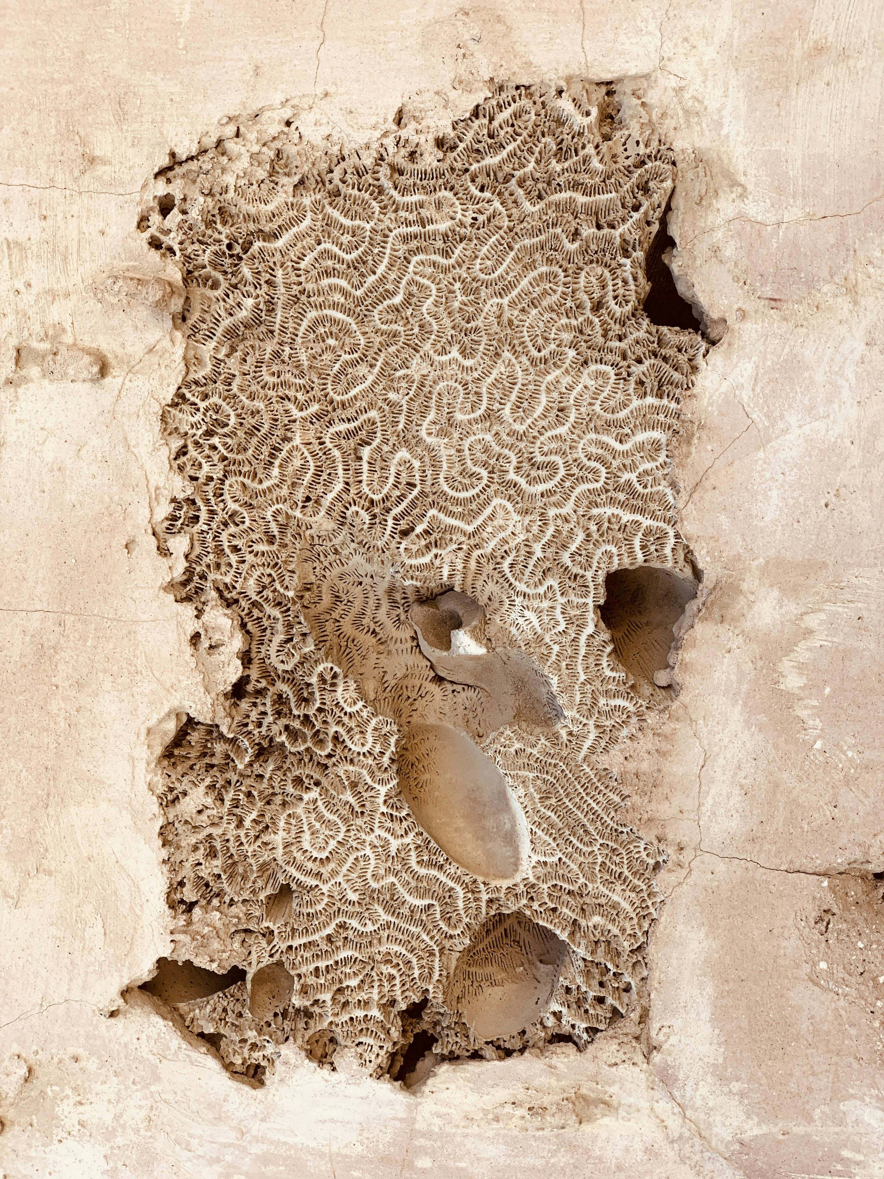 Coral Lace Emerges from Cracked Plaster Wall