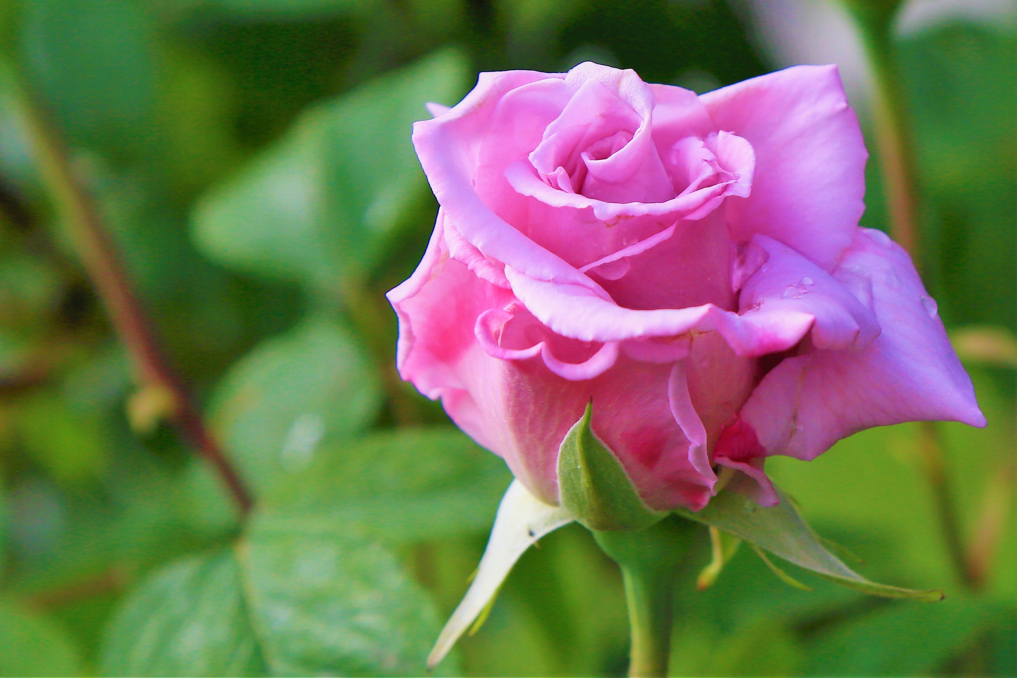 Close-Up Bloom: A Pink Rose in Focus Against Green Foliage