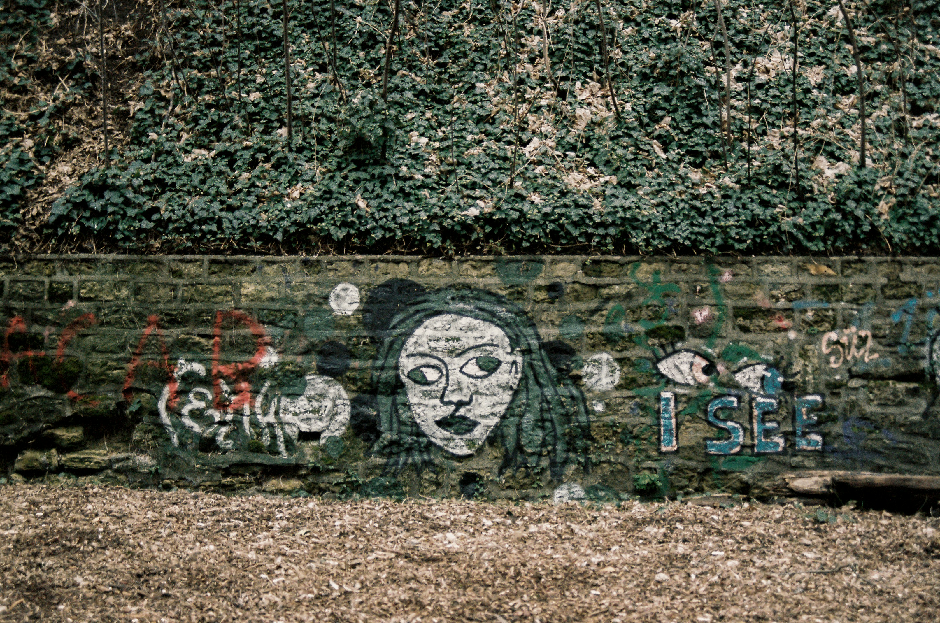 Face in the Wall: Graffiti Portrait Amid Ivy