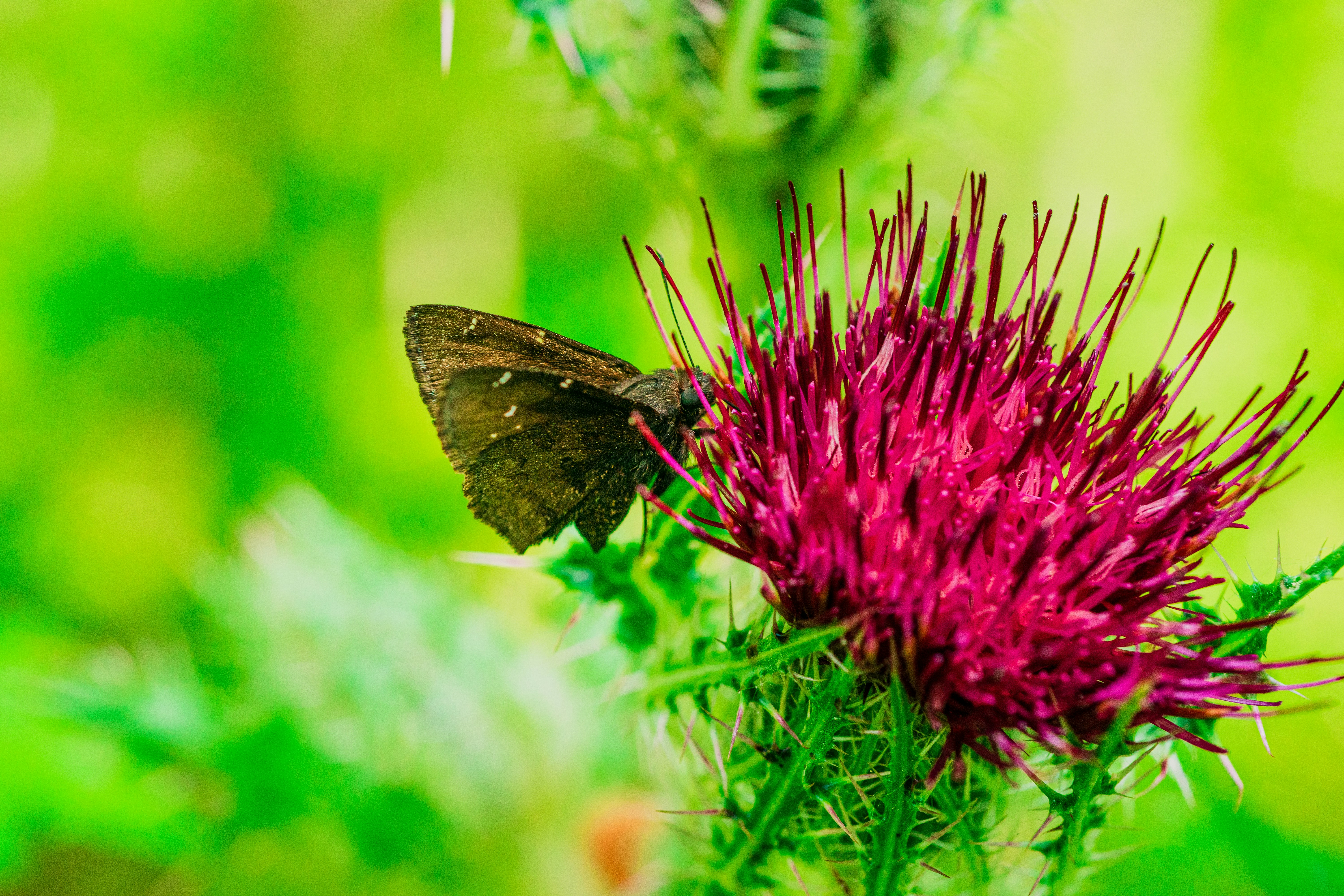Nectar Rendezvous: Brown Butterfly on a Magenta Globe Thistle