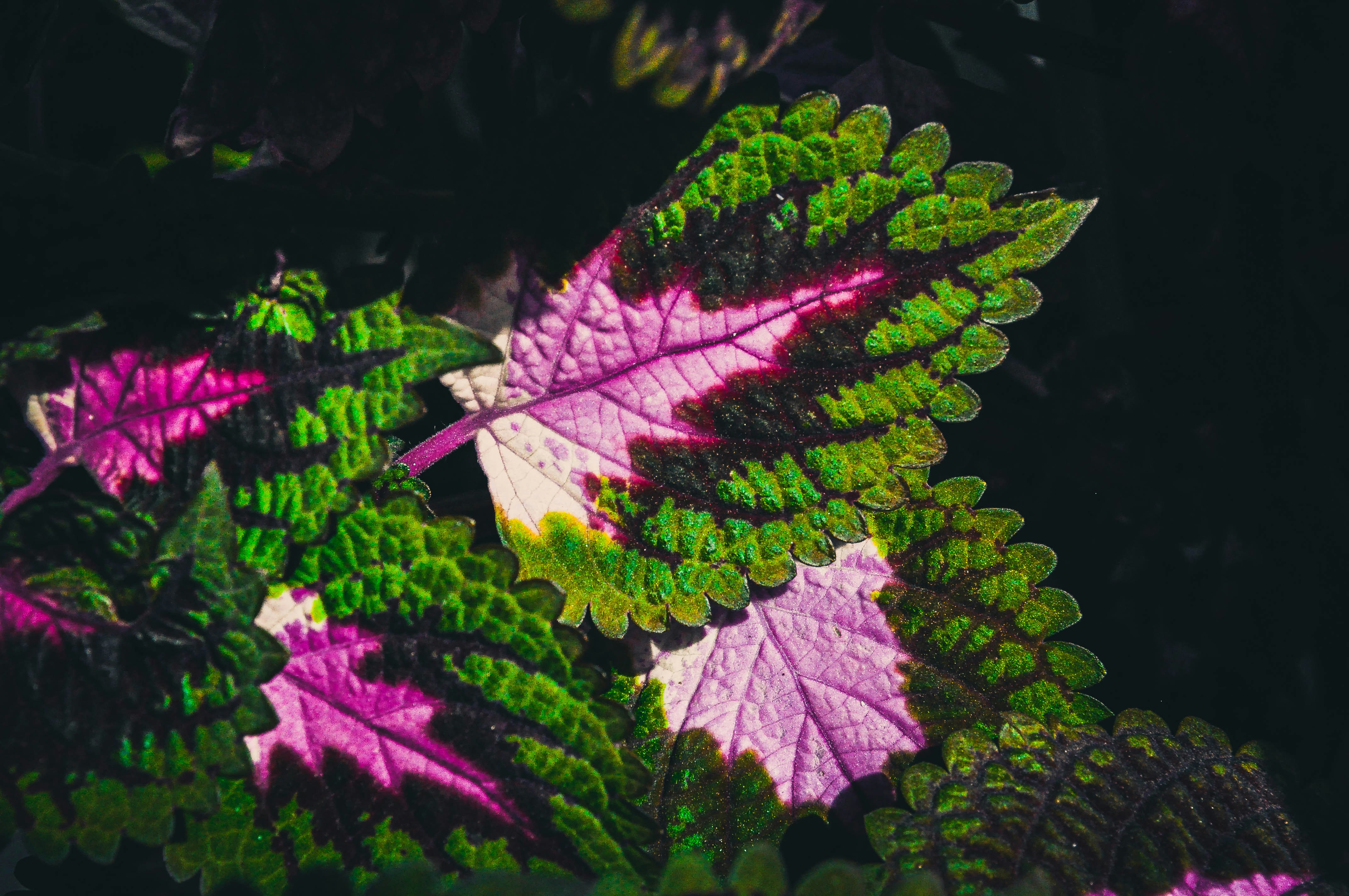 Vivid Venation: Iris-like Leaves in Dappled Light
