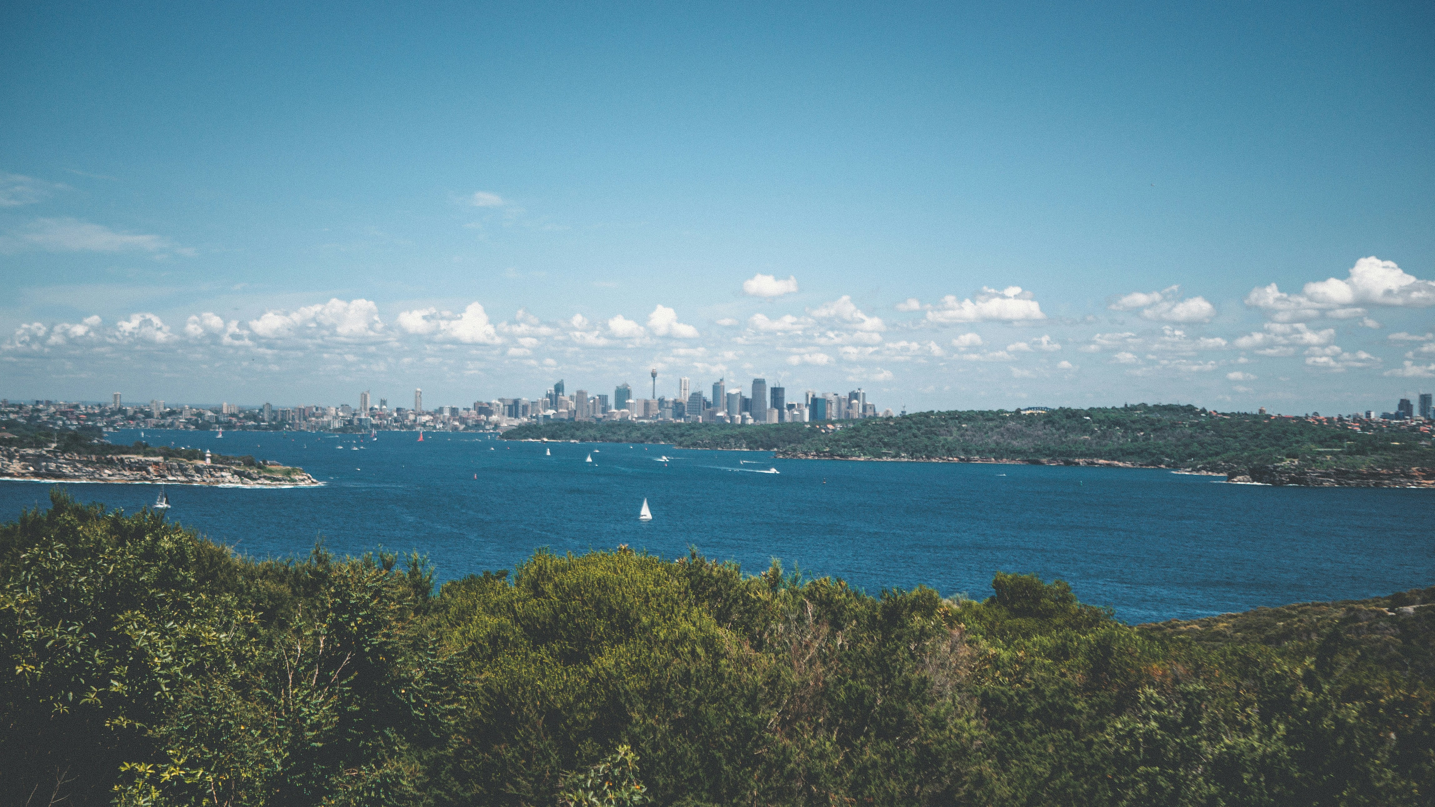 Coastal Skyline Across a Forested Foreshore