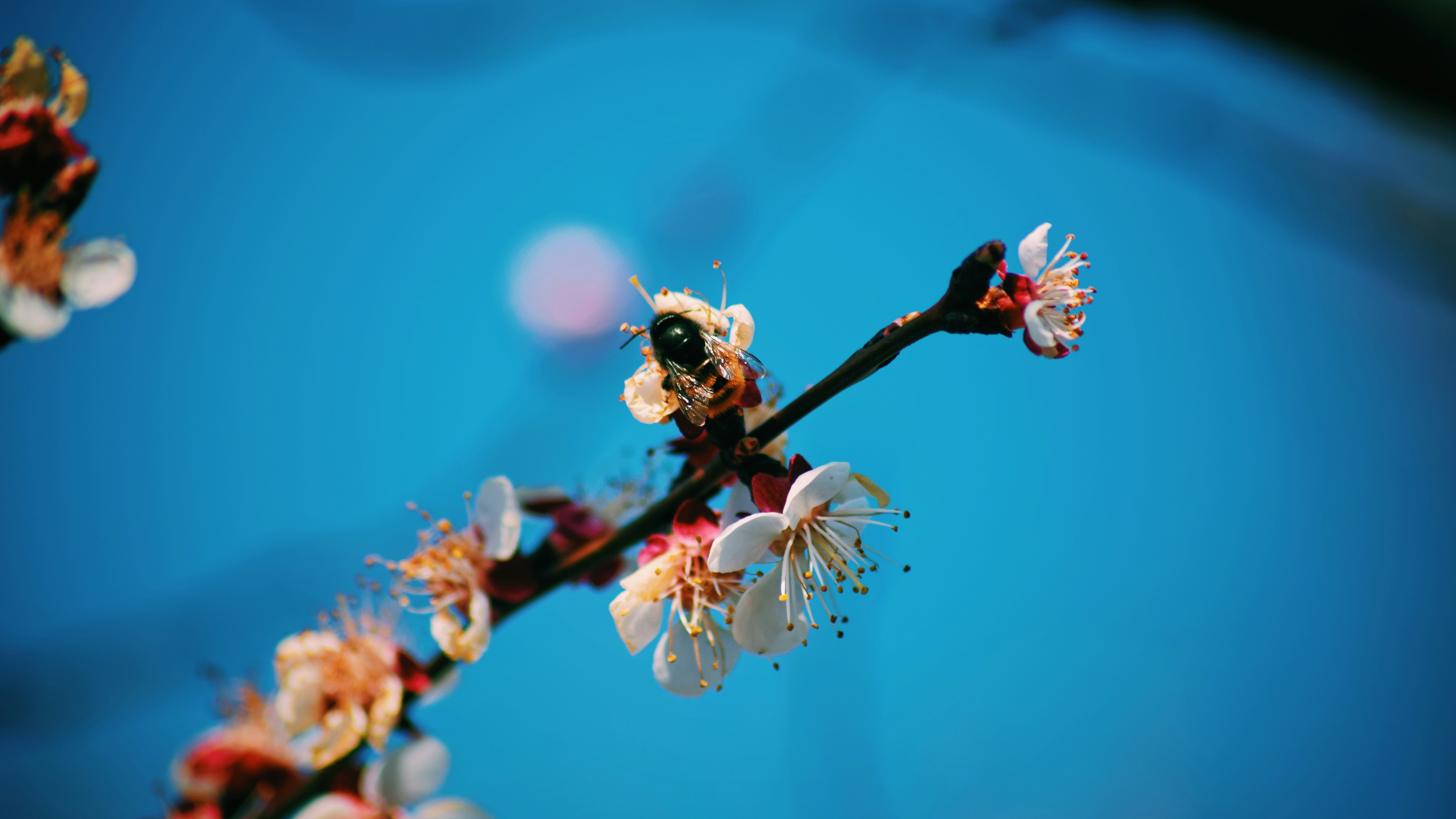 Bee resting on a flowering branch against a vibrant blue sky, showcasing the harmony of nature's cycles.