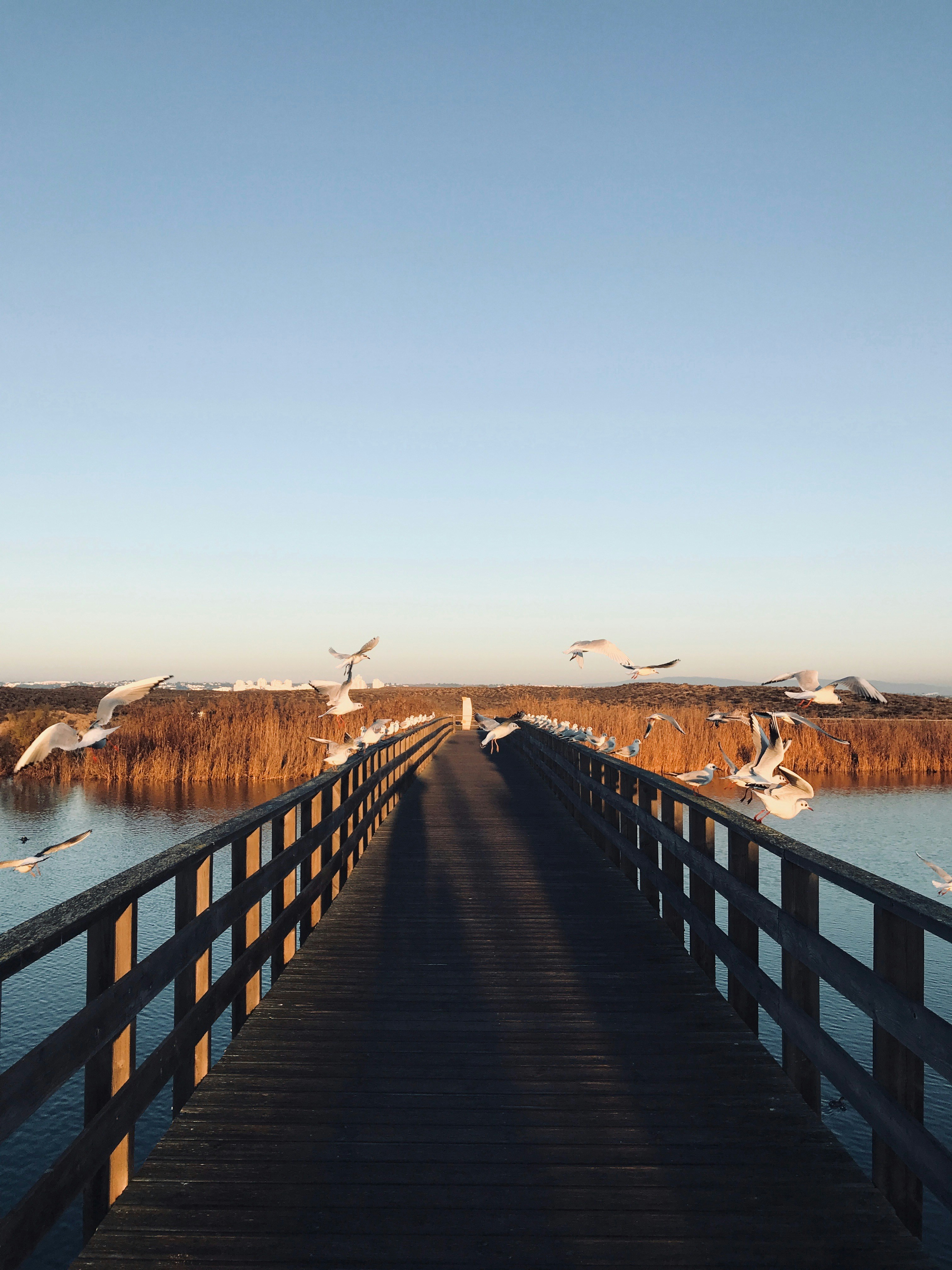 Seagulls flying away on a bridge while I run in their direction like a maniac