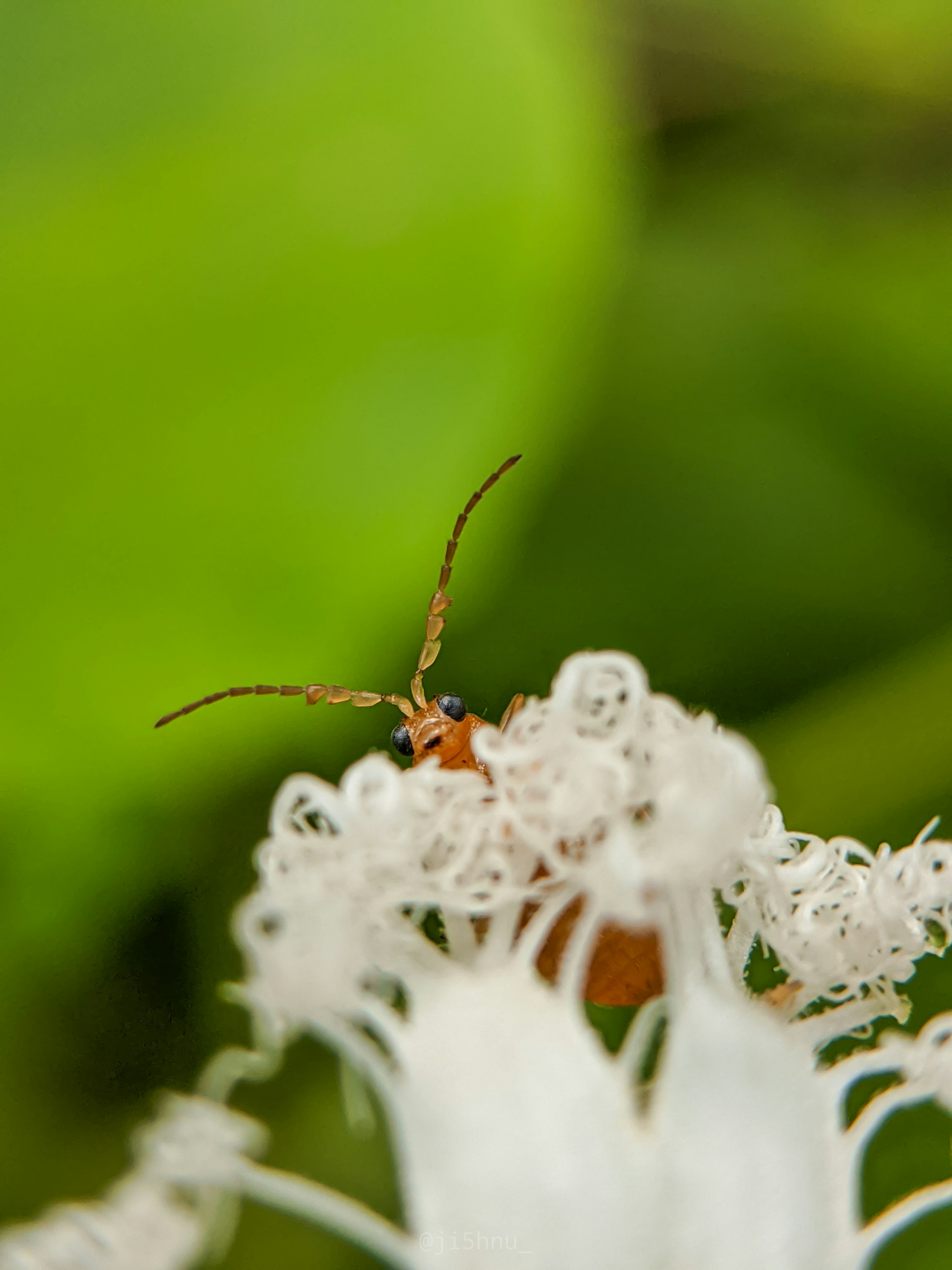 Close-up of a tiny insect partially hidden among delicate white flowers, showcasing intricate details against a blurred green background.