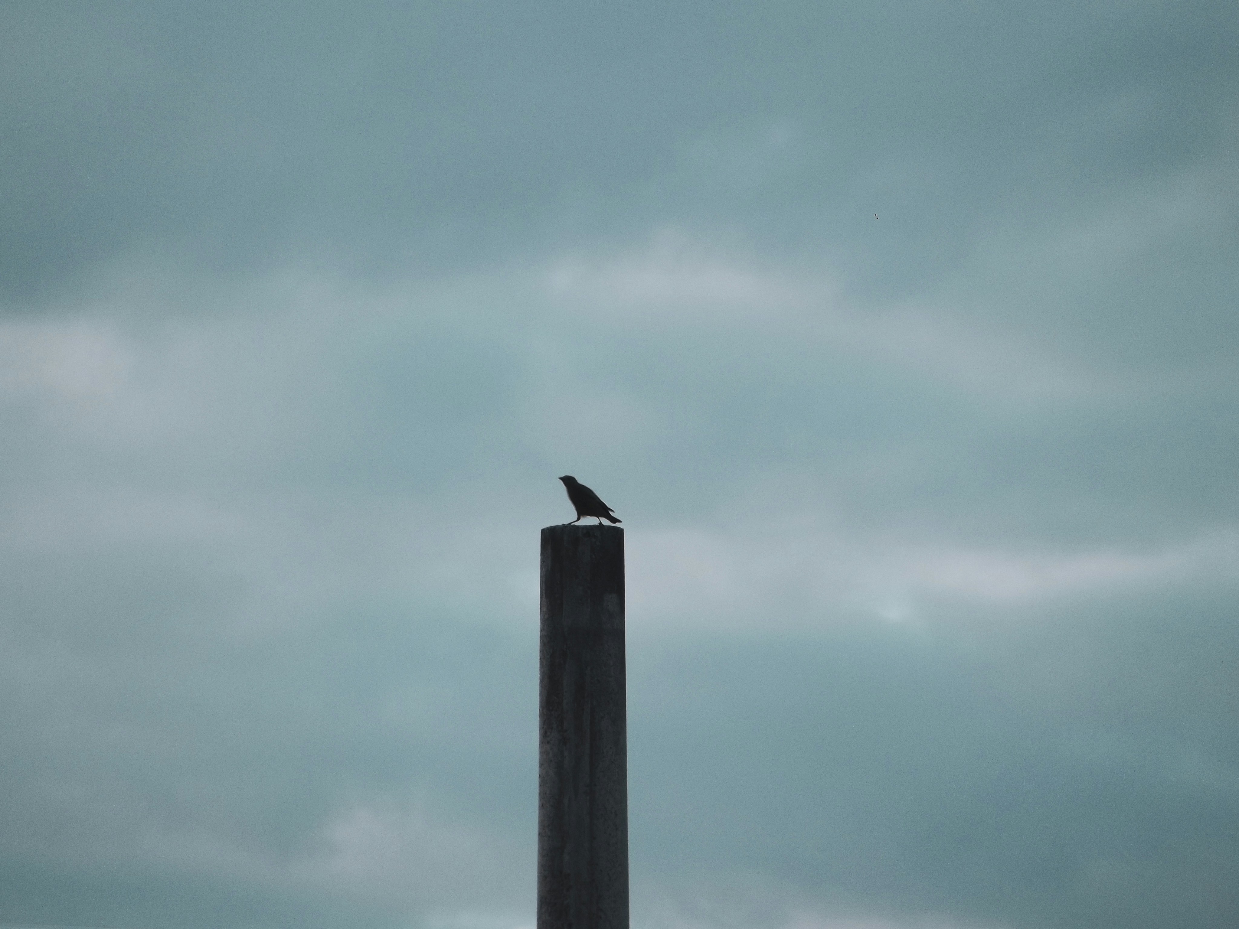 lone wanderer | black bird flying under blue sky during daytime