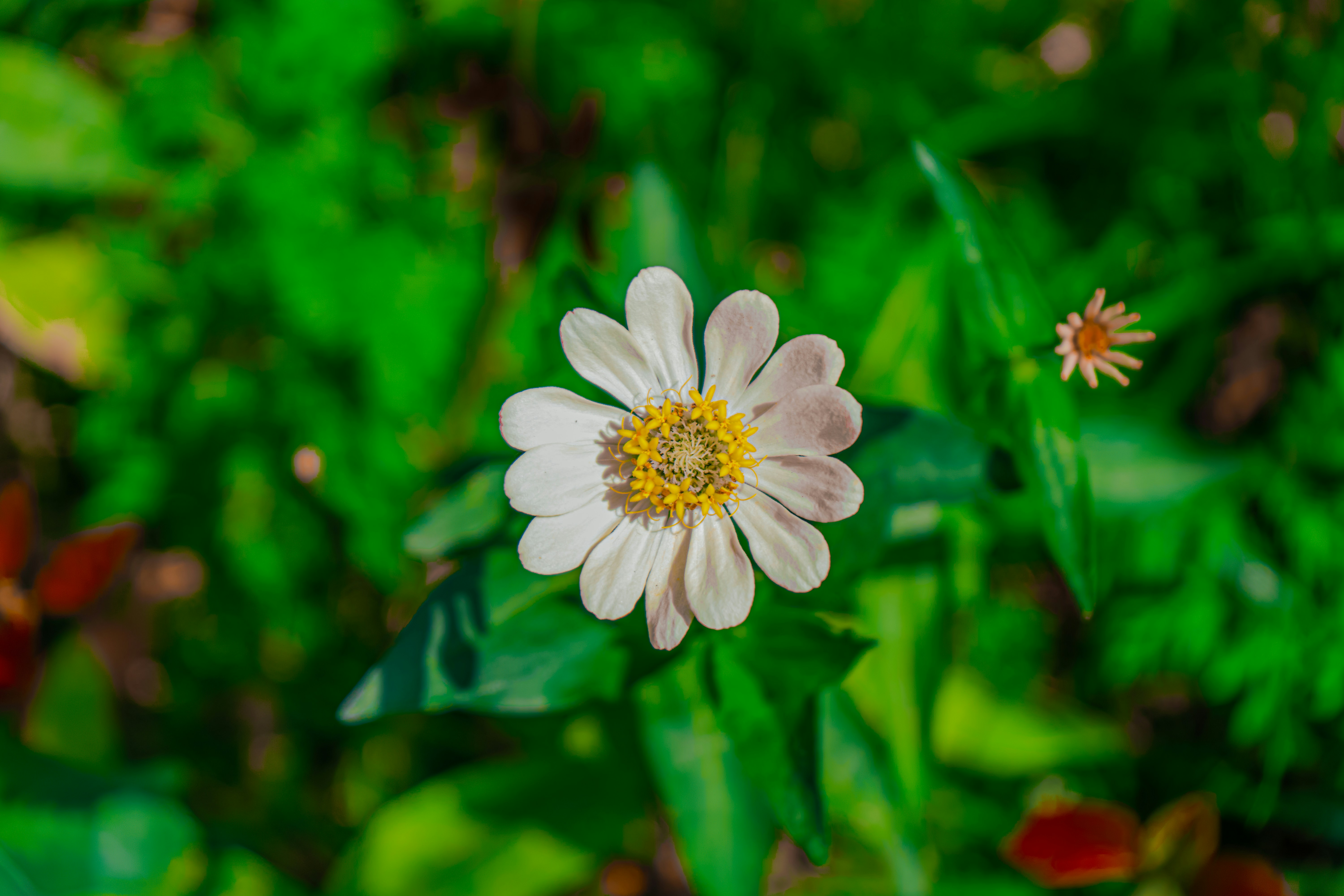 White daisy in sharp focus against a lush green background, surrounded by vibrant leaves.