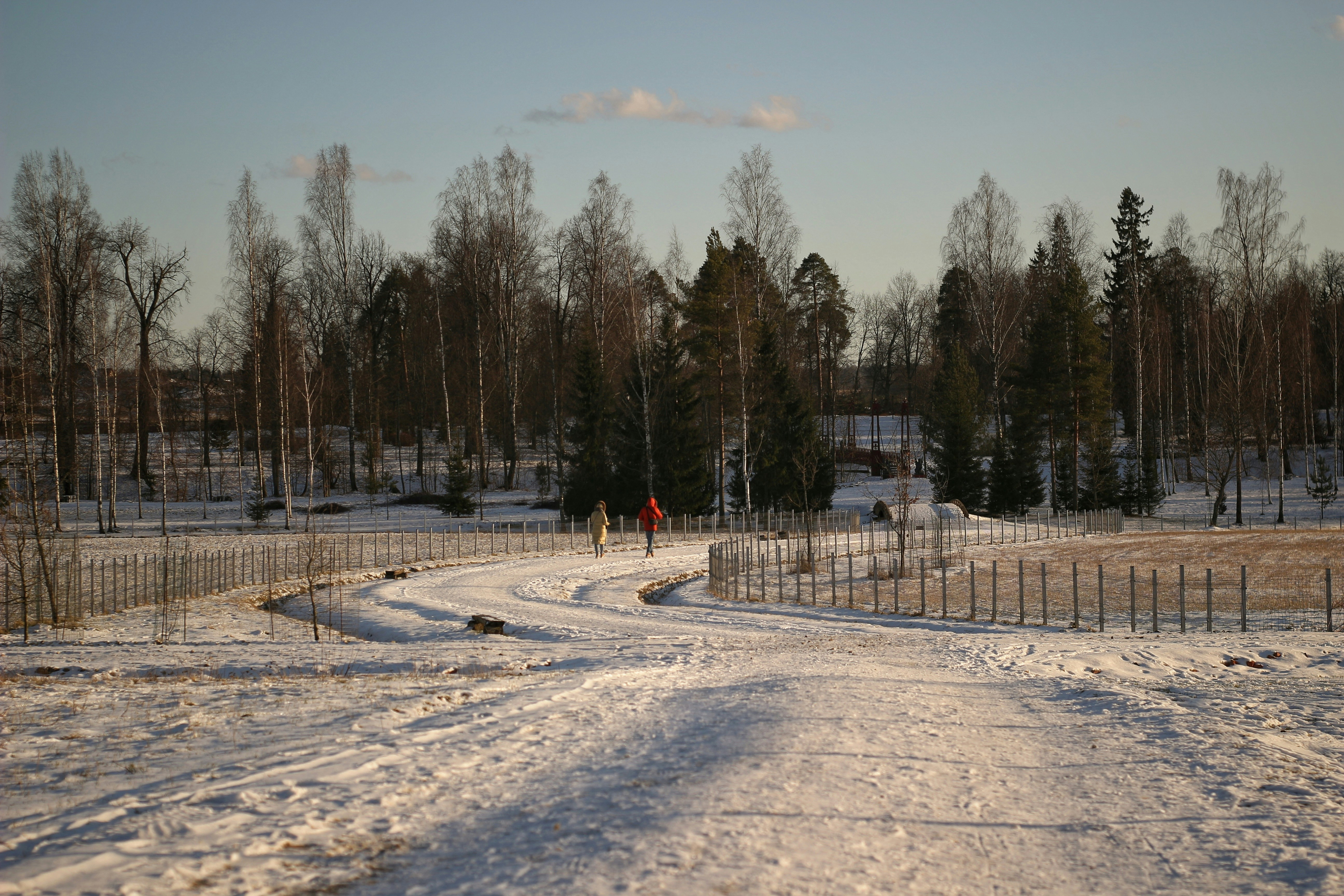 Two Hikers Push Through a Snow-Laced Path Toward a Quiet Winter Forest