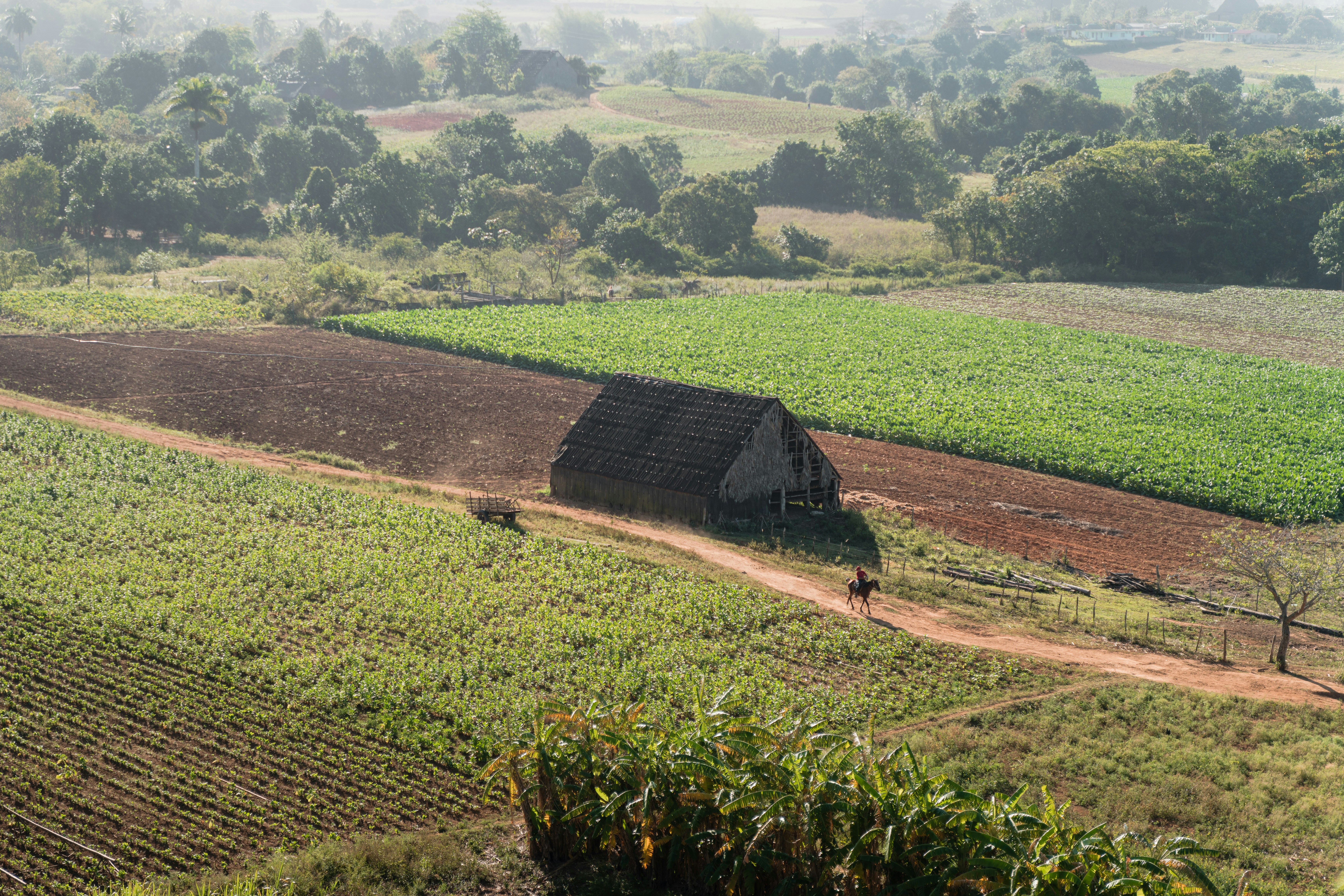 A rustic barn nestled among vibrant green fields, with a lone rider traversing the dirt path. The scene captures the essence of rural life and agricultural beauty.