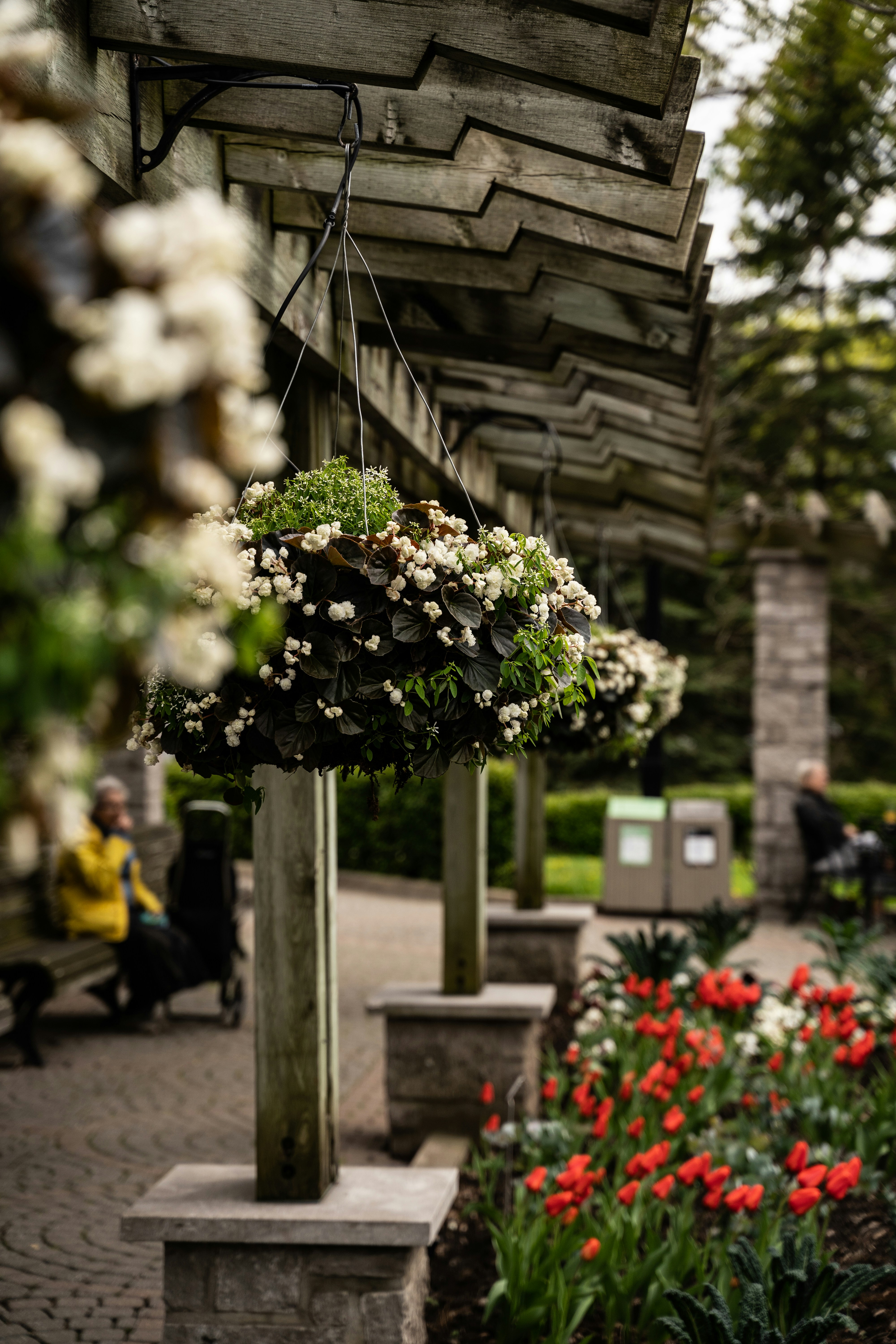 Under the Pergola: White Blooms Framing a Lively Garden Path