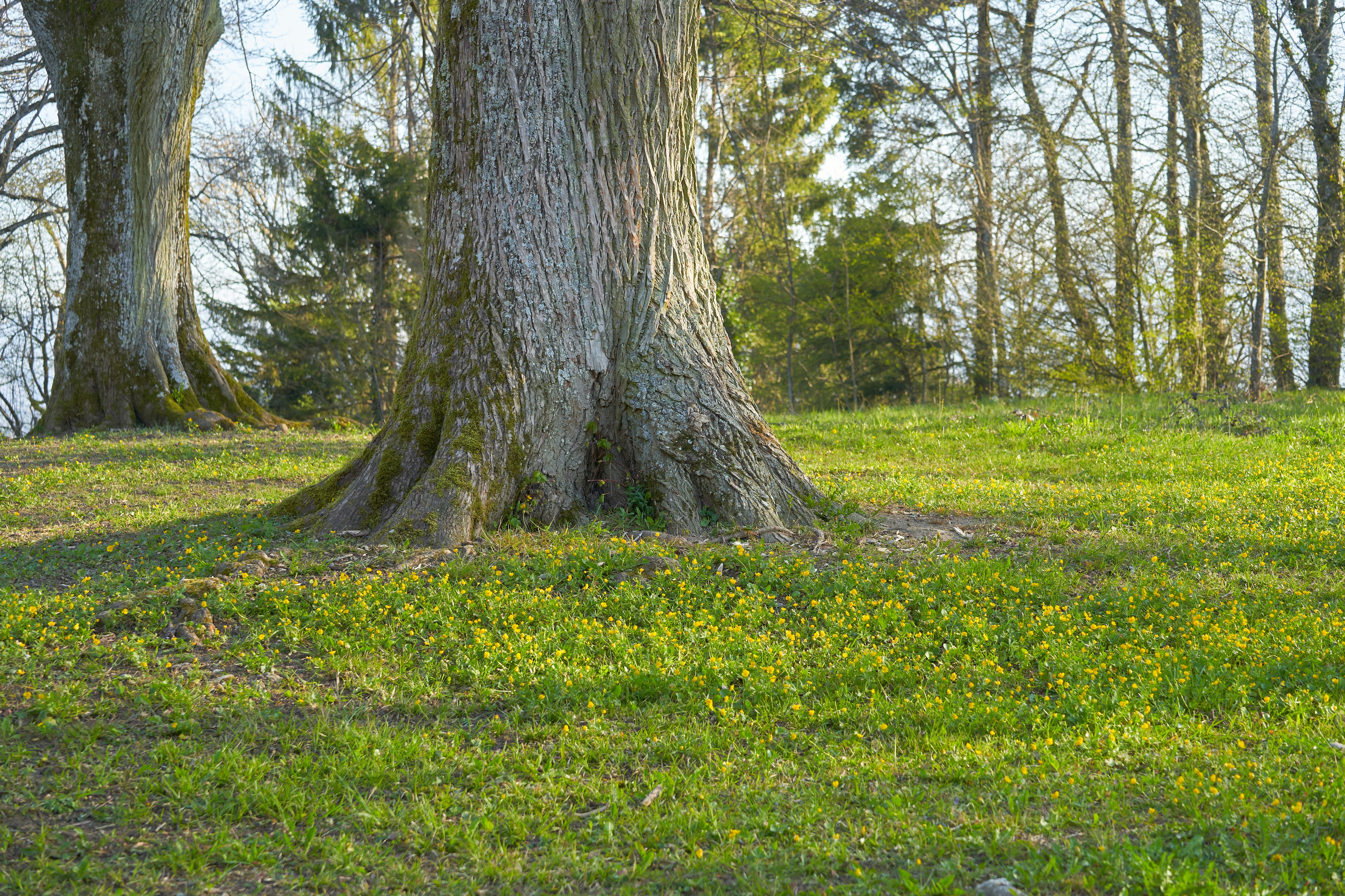 Brown tree trunk on green grass field during daytime photo – Free Green ...
