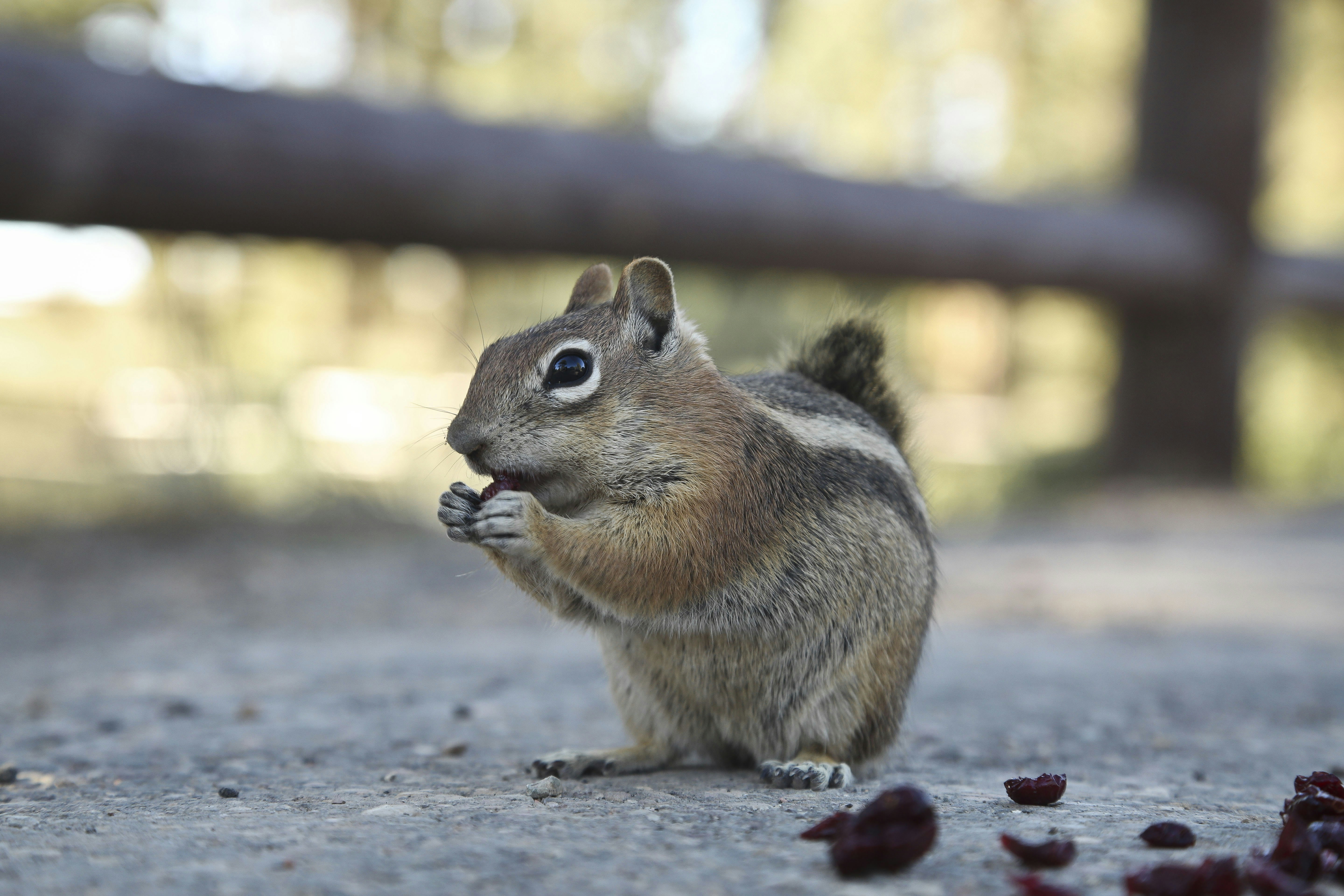 Nibbling Squirrel on a Sunlit Path with Scattered Berries