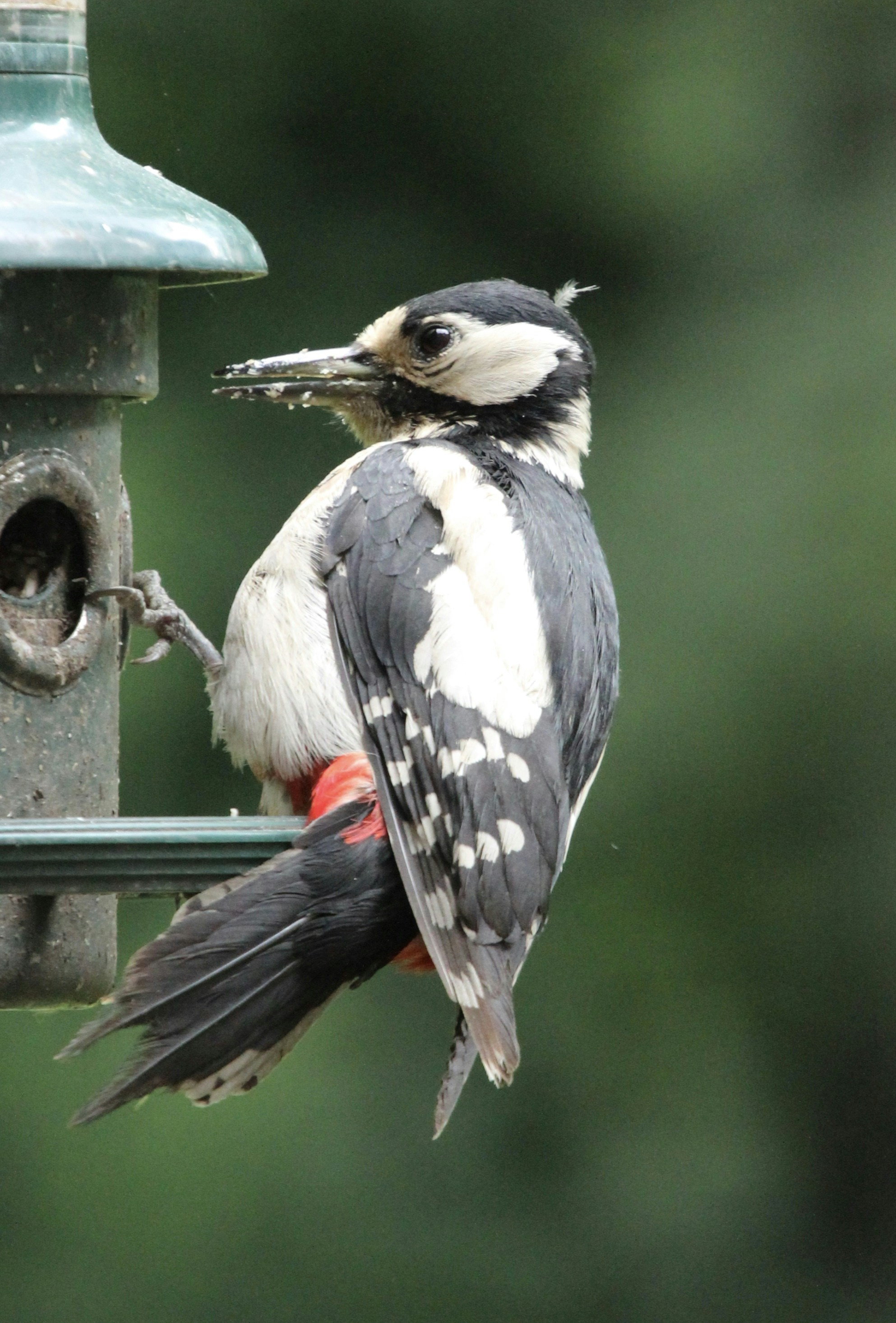Great spotted woodpecker in my garden in Holloway, London