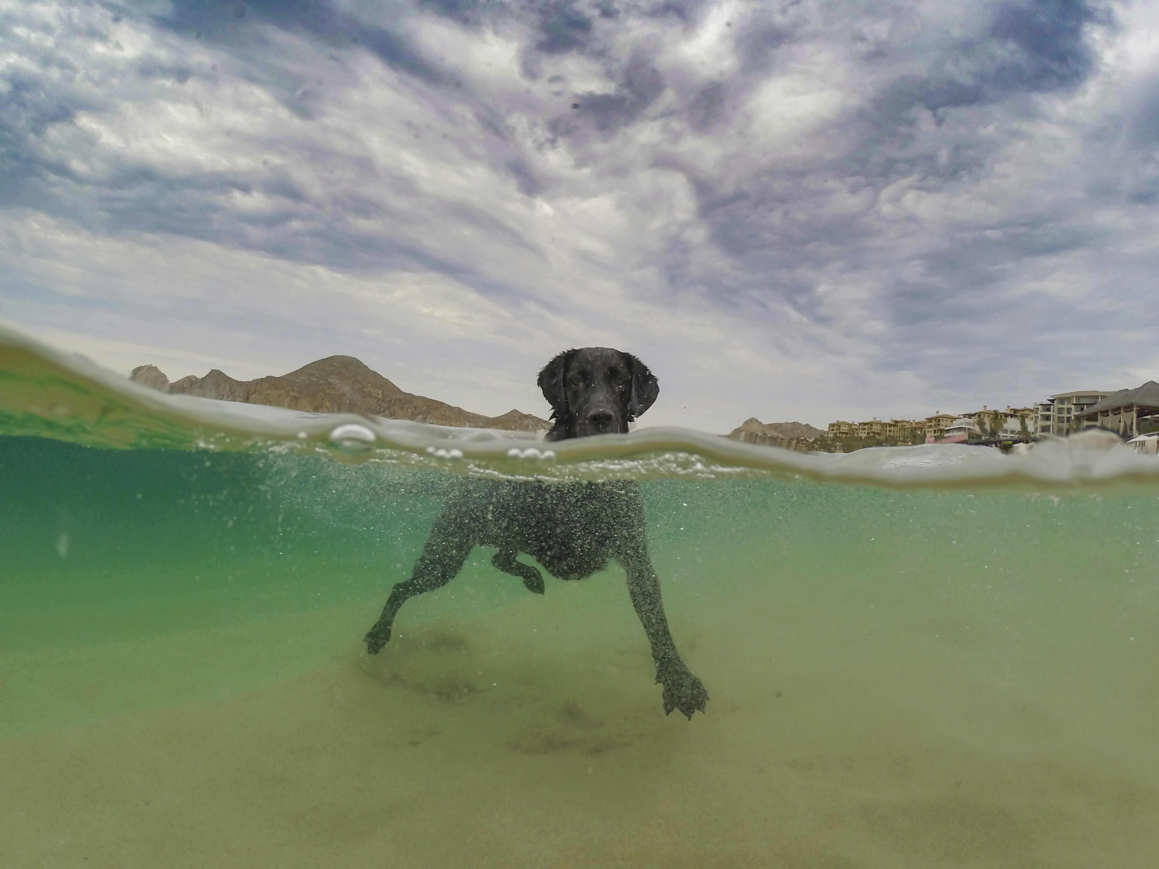 Black dog swimming in clear ocean water under a cloudy sky.