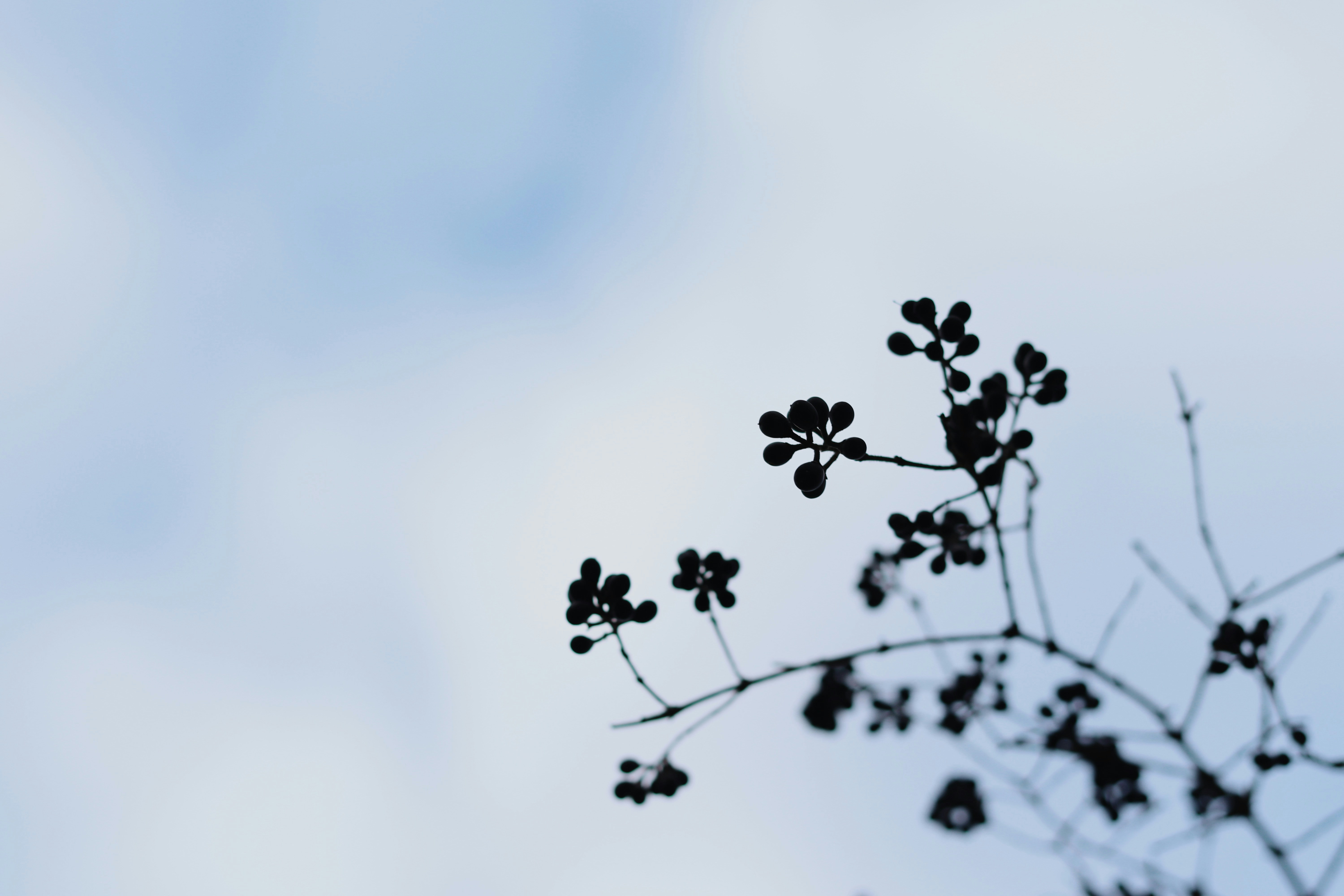 Shallow focus branch. | black leaves under blue sky