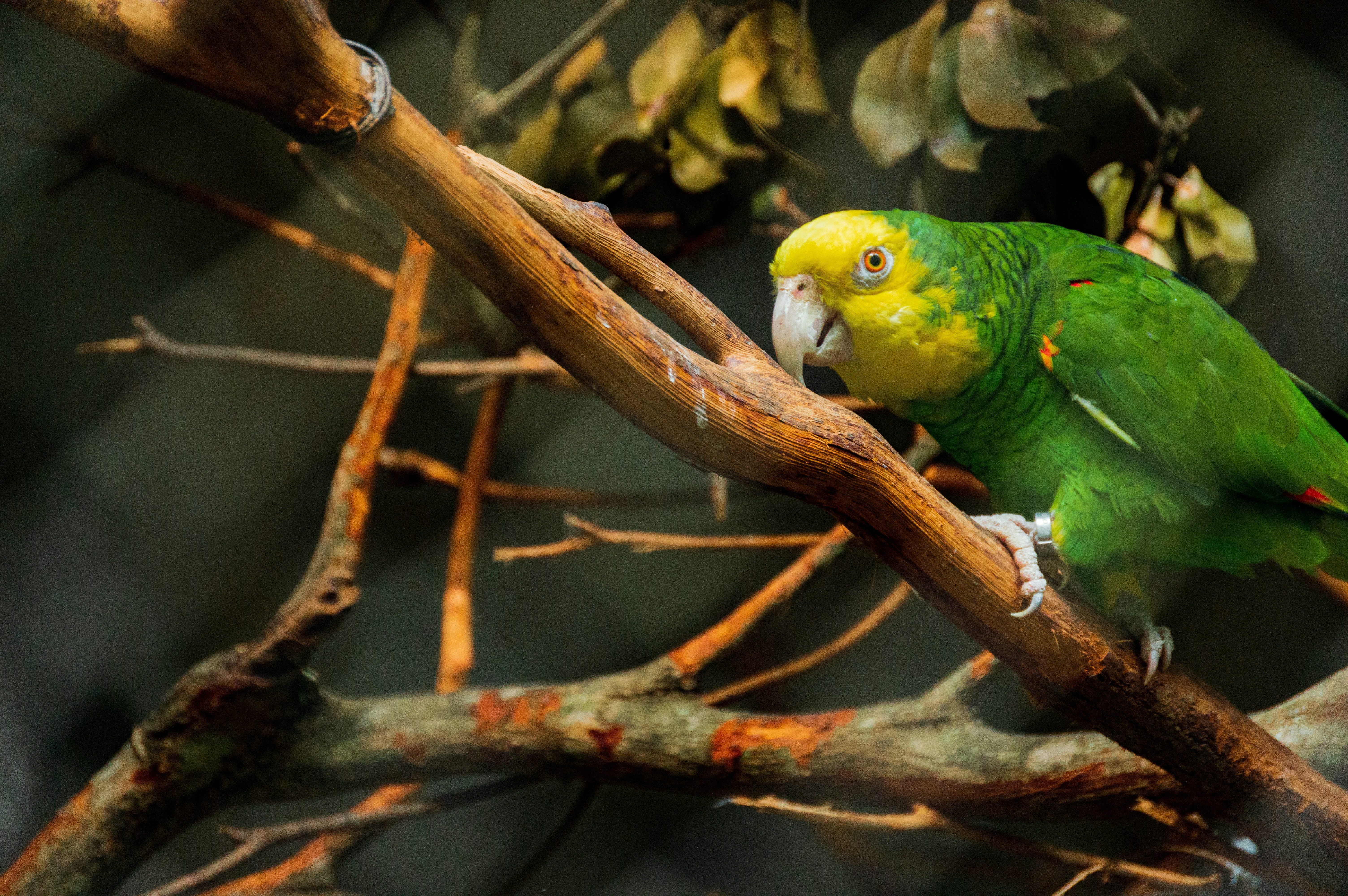 Foto Pájaro verde en la rama marrón del árbol – Imagen México gratis en ...