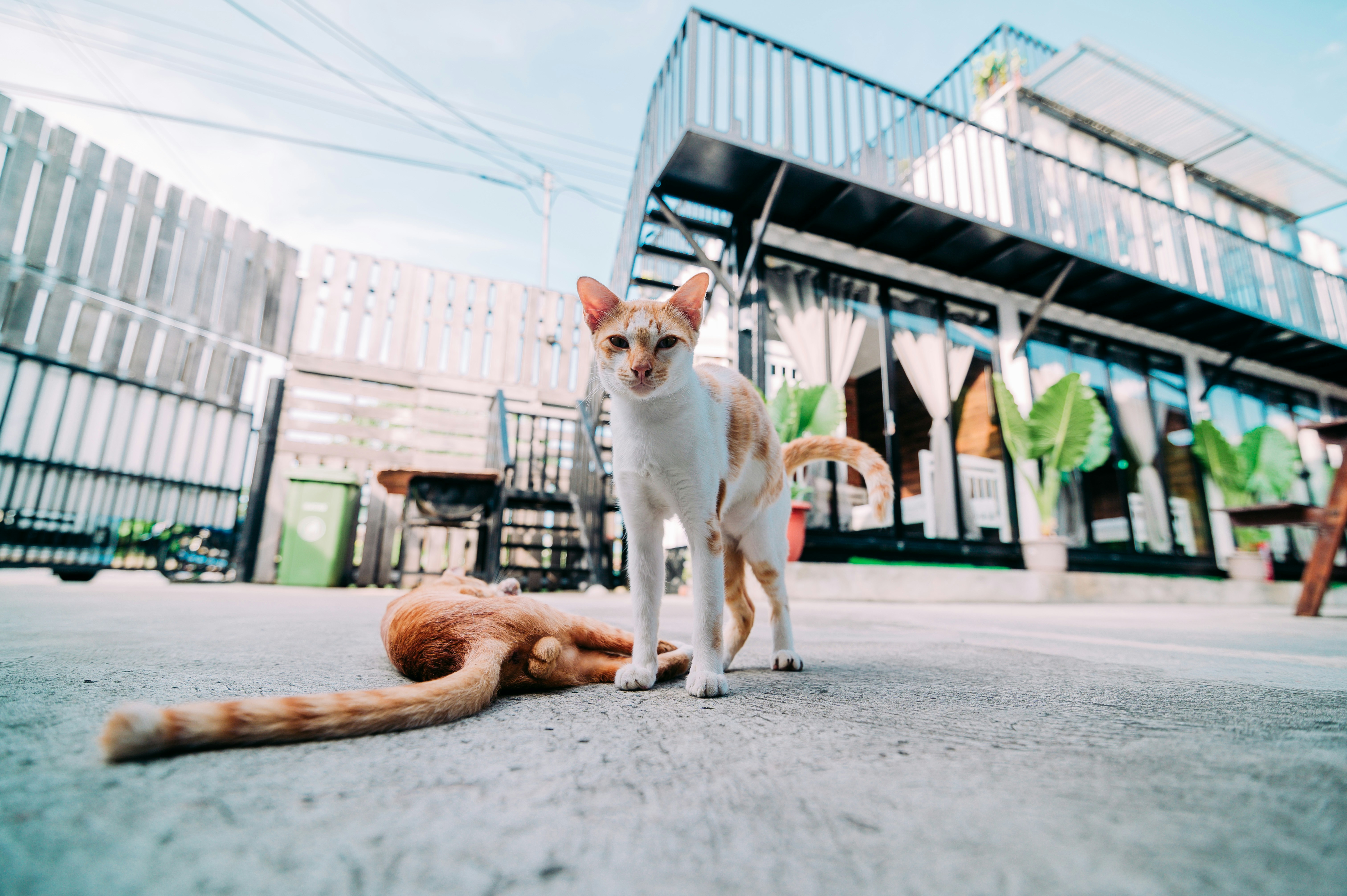 Curious Orange-Kitten Front and Center on Urban Concrete