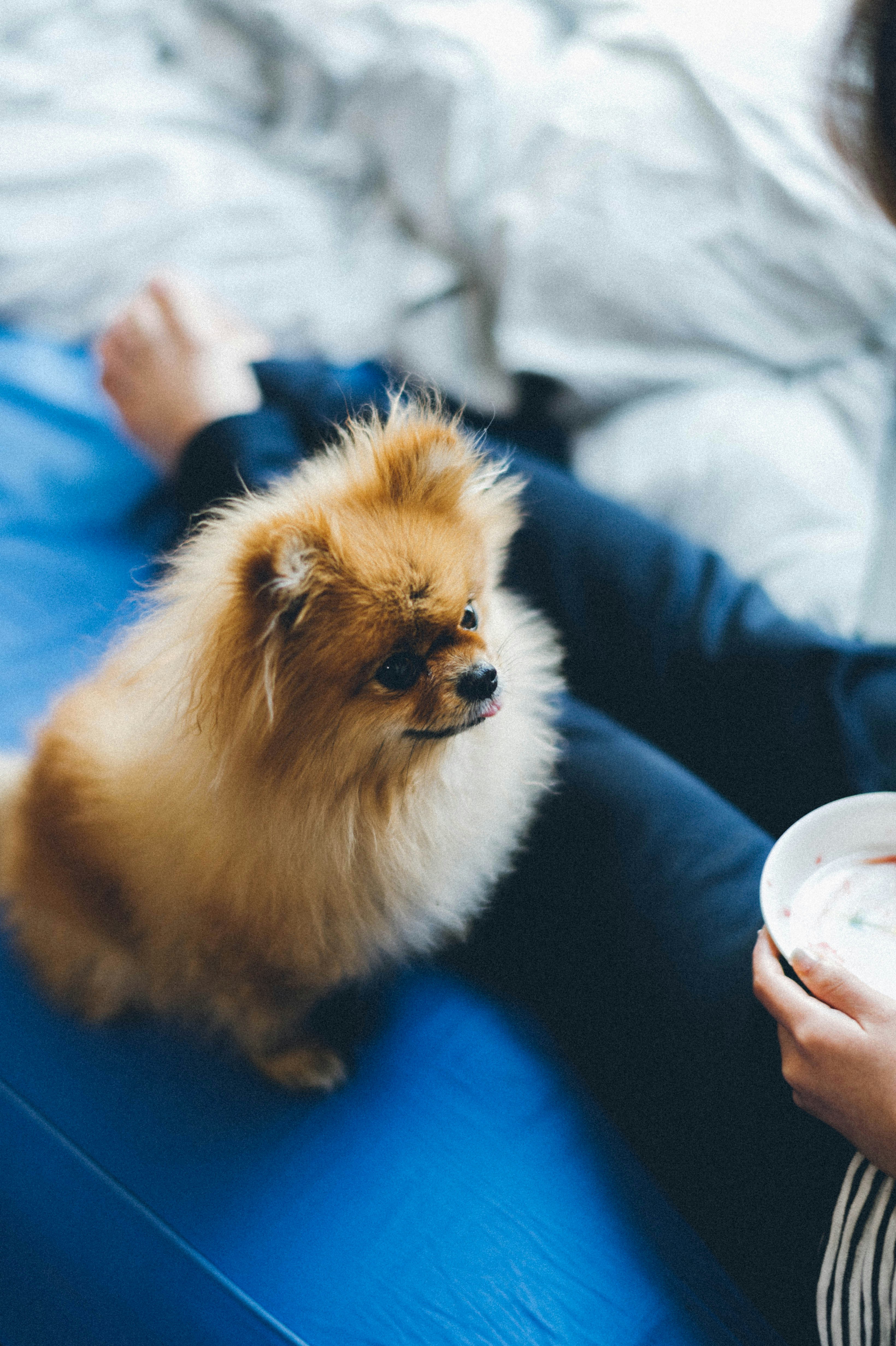 Whiskered Alert: A Pomeranian Keeps Watch on the Blue Cushioned Corner