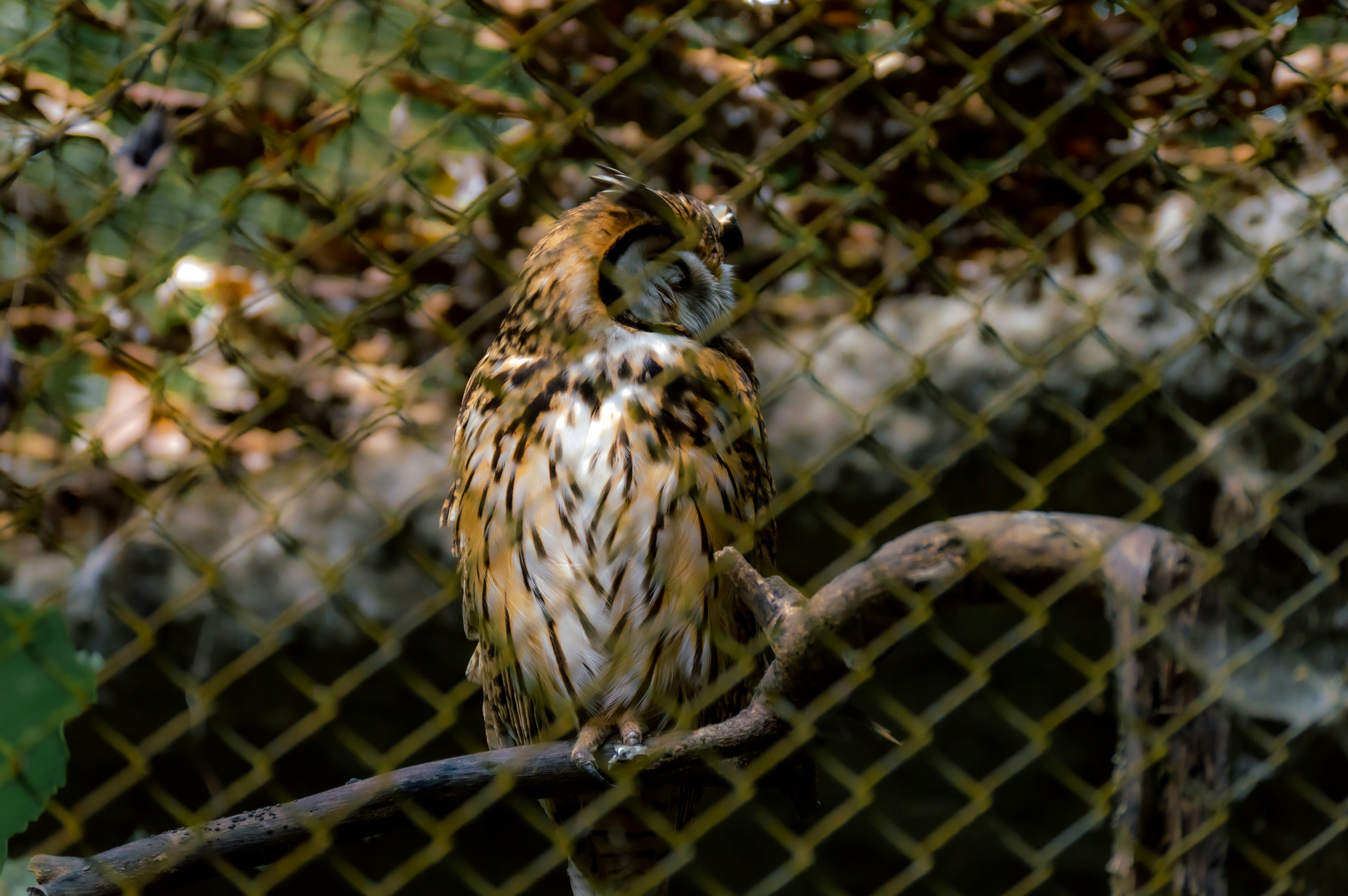 An owl perched on a branch, partially obscured by a fence, showcasing its intricate feather patterns and attentive demeanor.