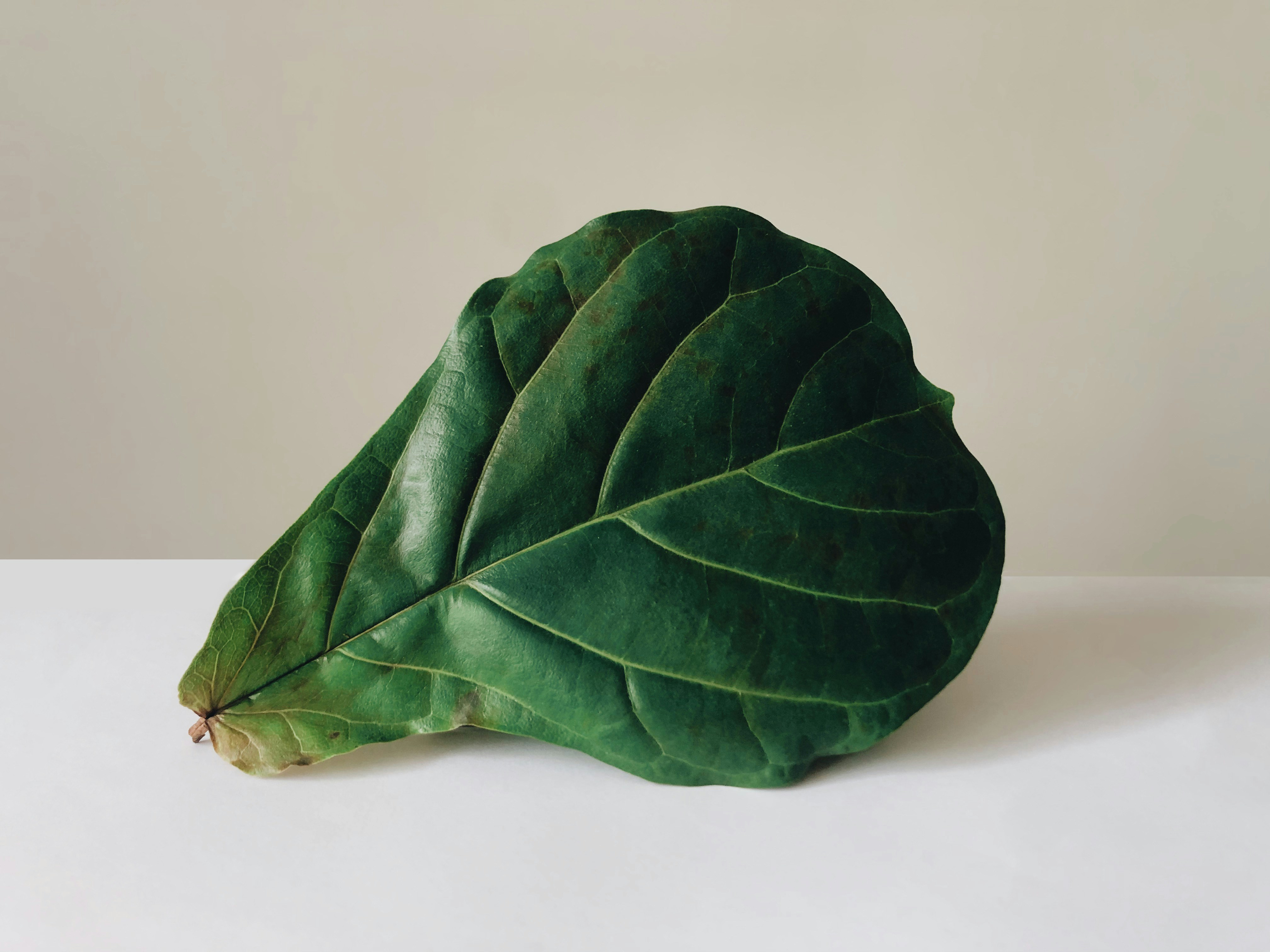 Large green leaf resting on a white surface, showcasing intricate vein patterns and textures. The simplicity highlights the beauty of natural forms.